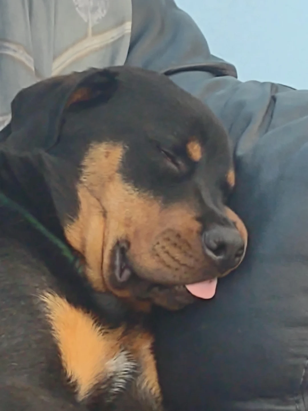 Pickle is the most graceful sleeper. | Scrolller