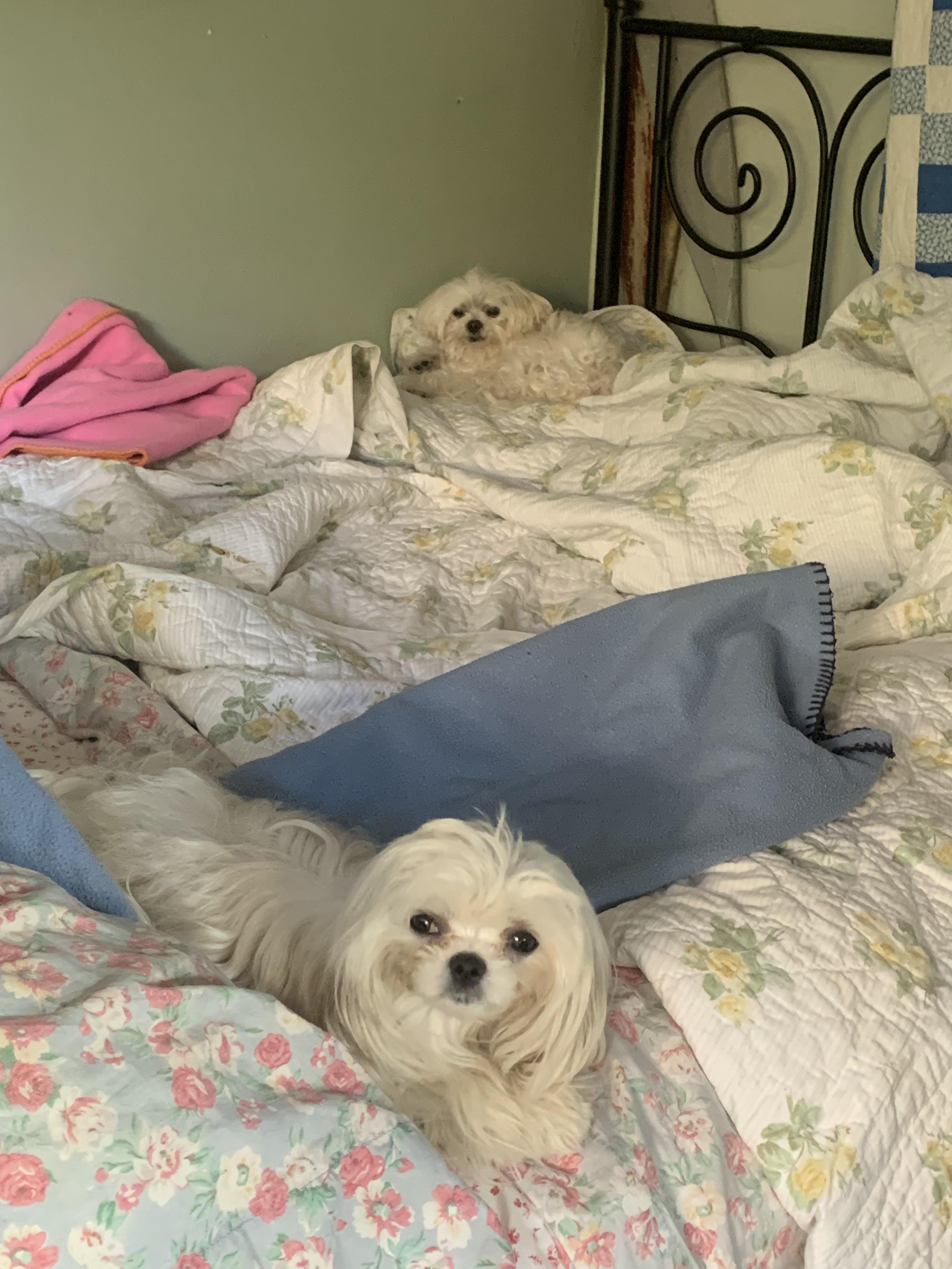 C’mon Hooman make w the Bedtime Story! | Scrolller