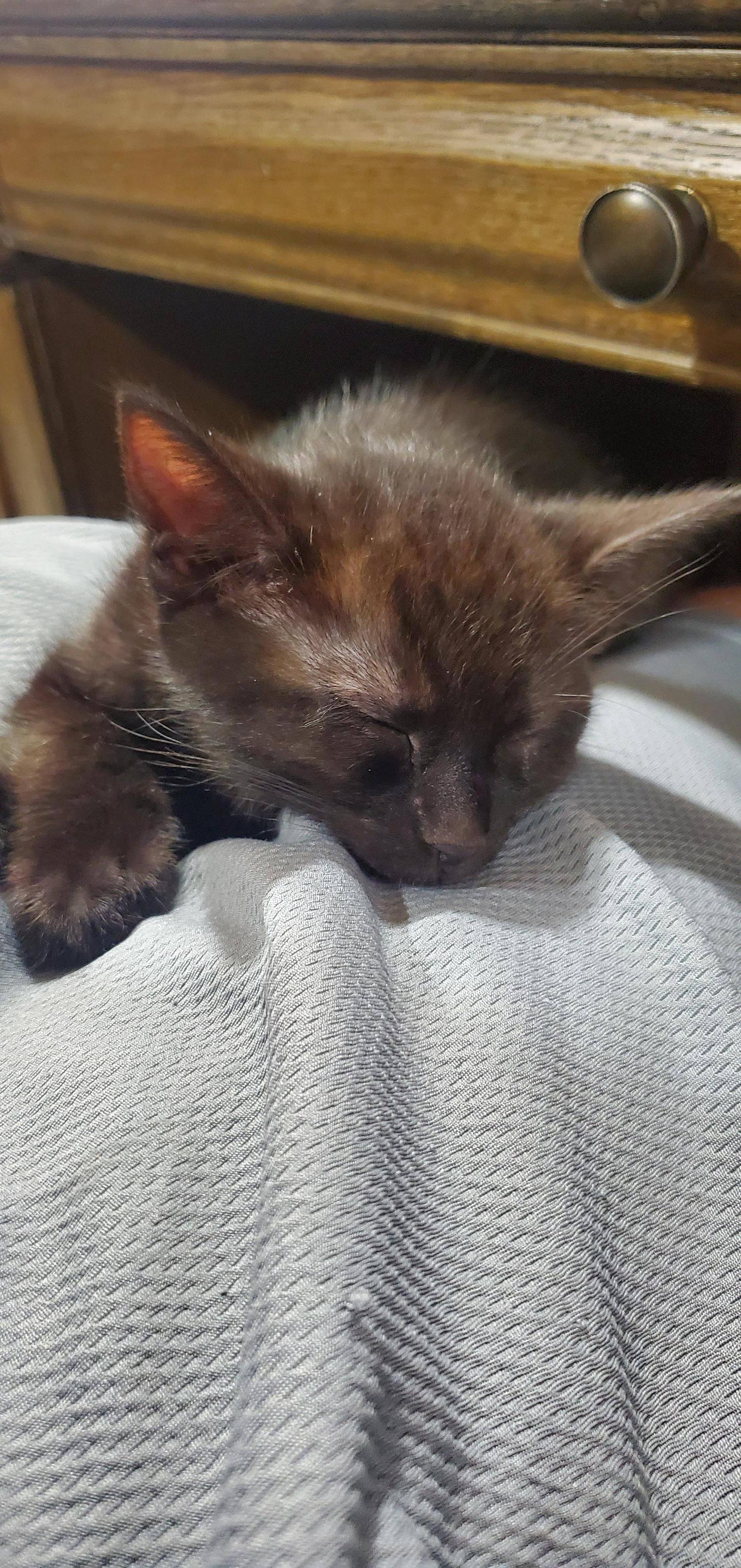 My wife has always been very against getting a cat. Well, meet Cleo, the one that changed her ...