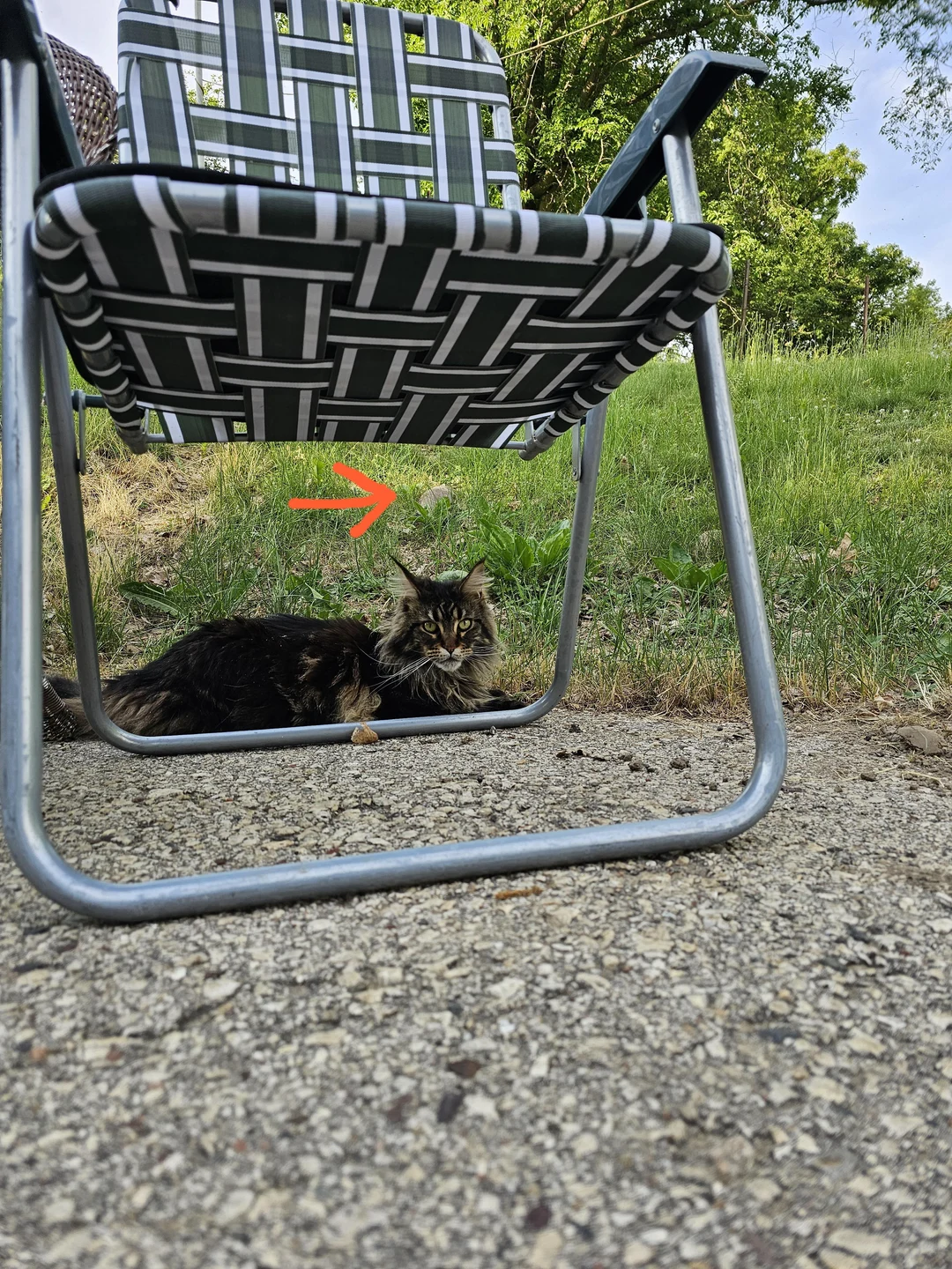 A new creature... | Scrolller