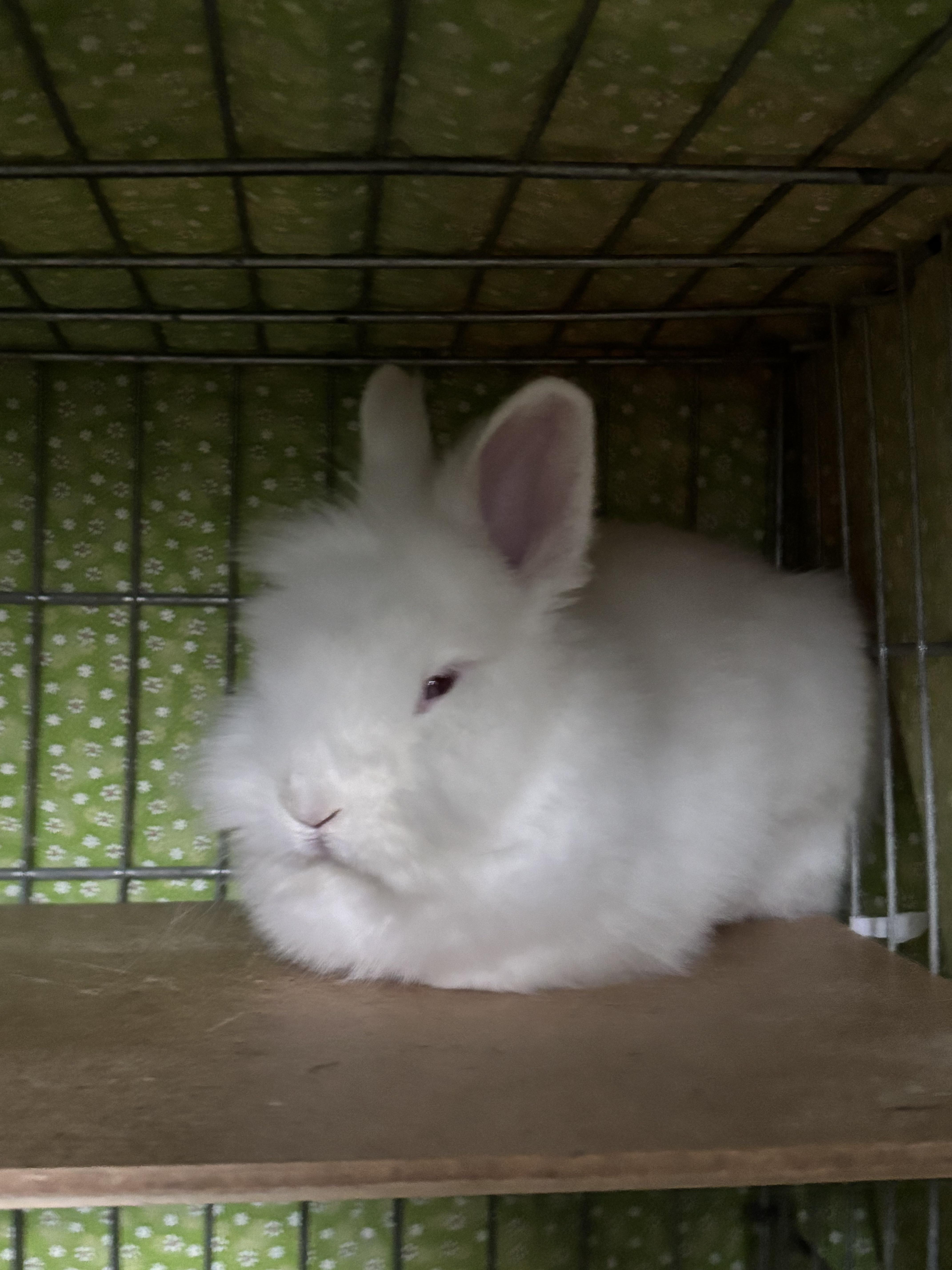 Does anyone know where I could get a realistic fluffy white rabbit plush? | Scrolller