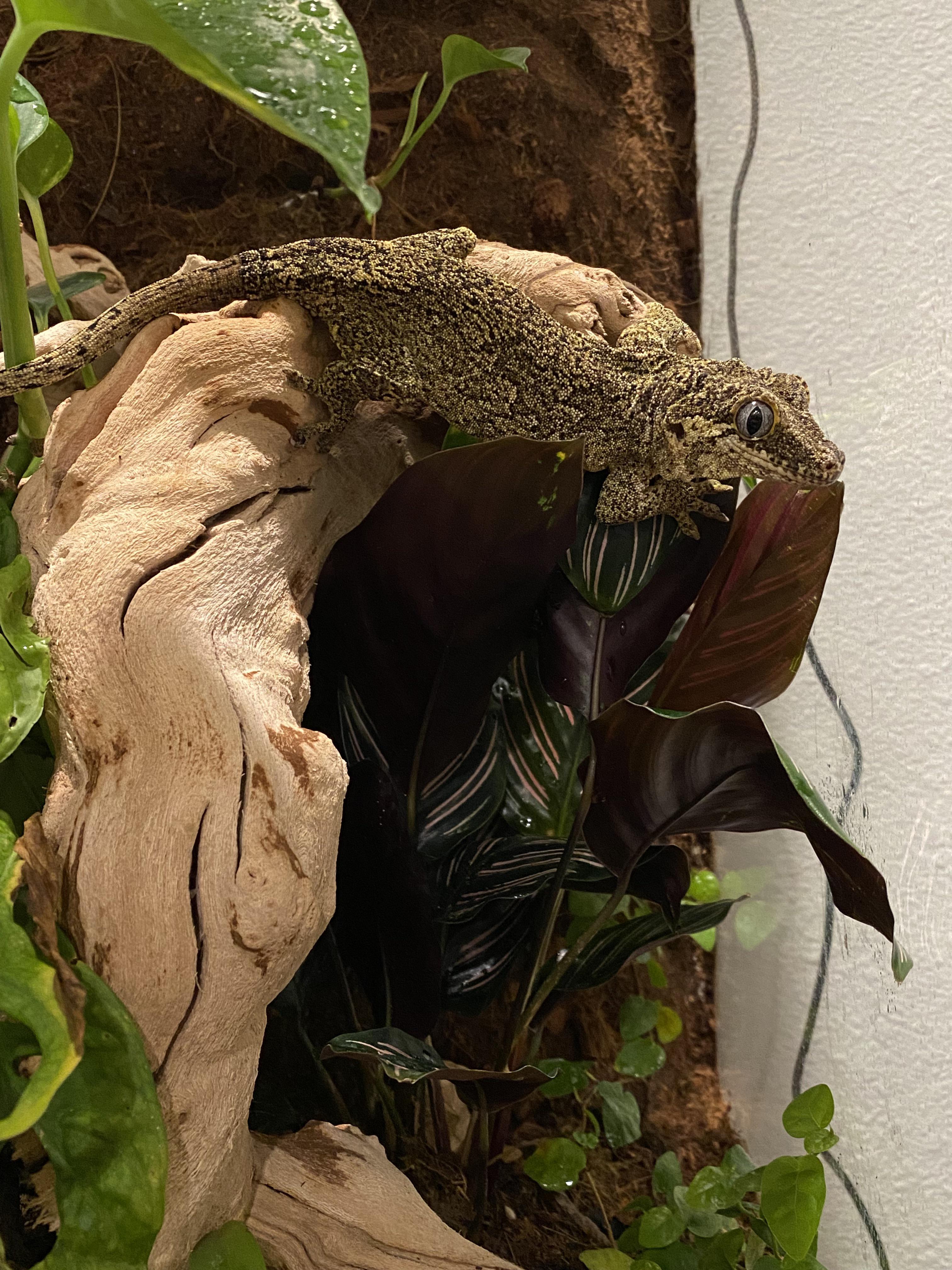 Basil hanging out on his branch | Scrolller