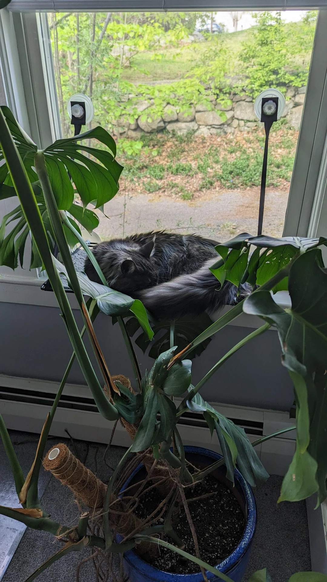 Jungle cat | Scrolller