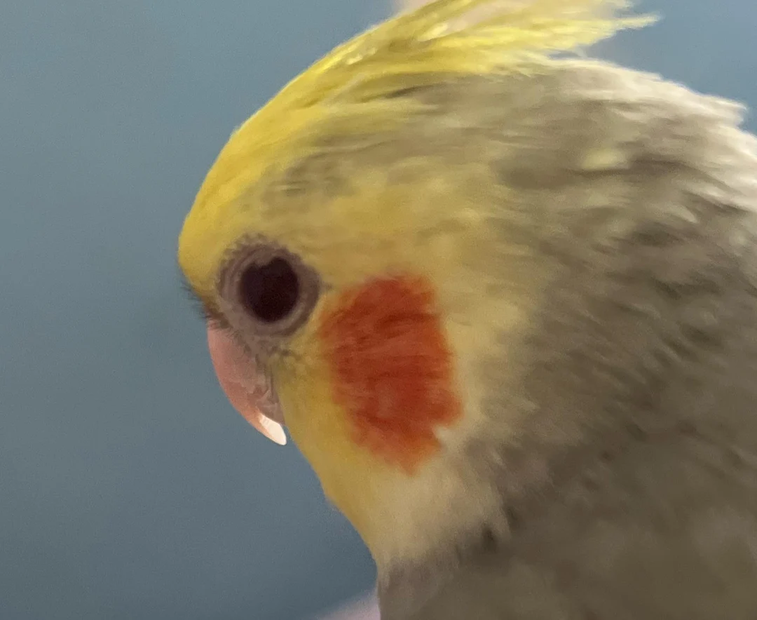 Feathers in eyes | Scrolller