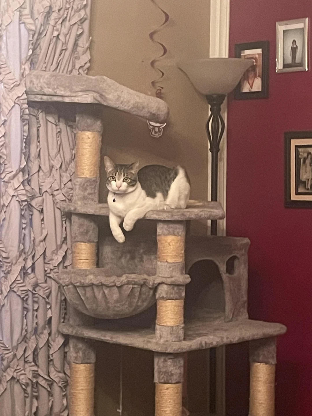 new cat tree loaf | Scrolller