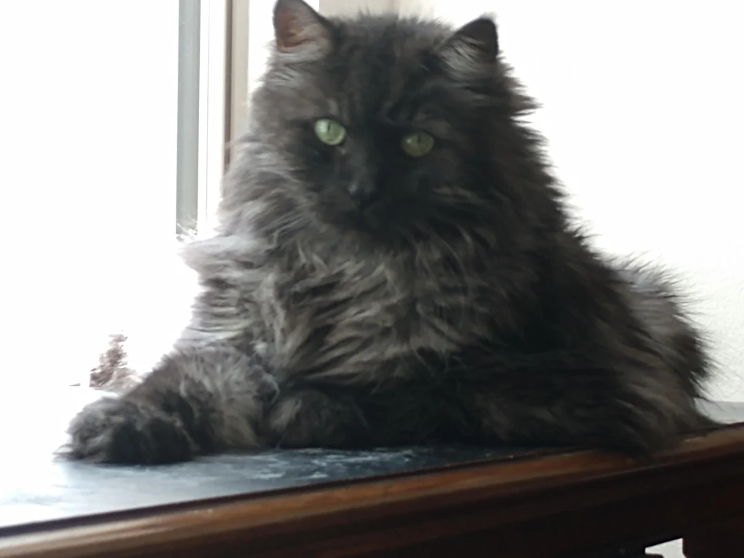 Sweet Siberian | Scrolller