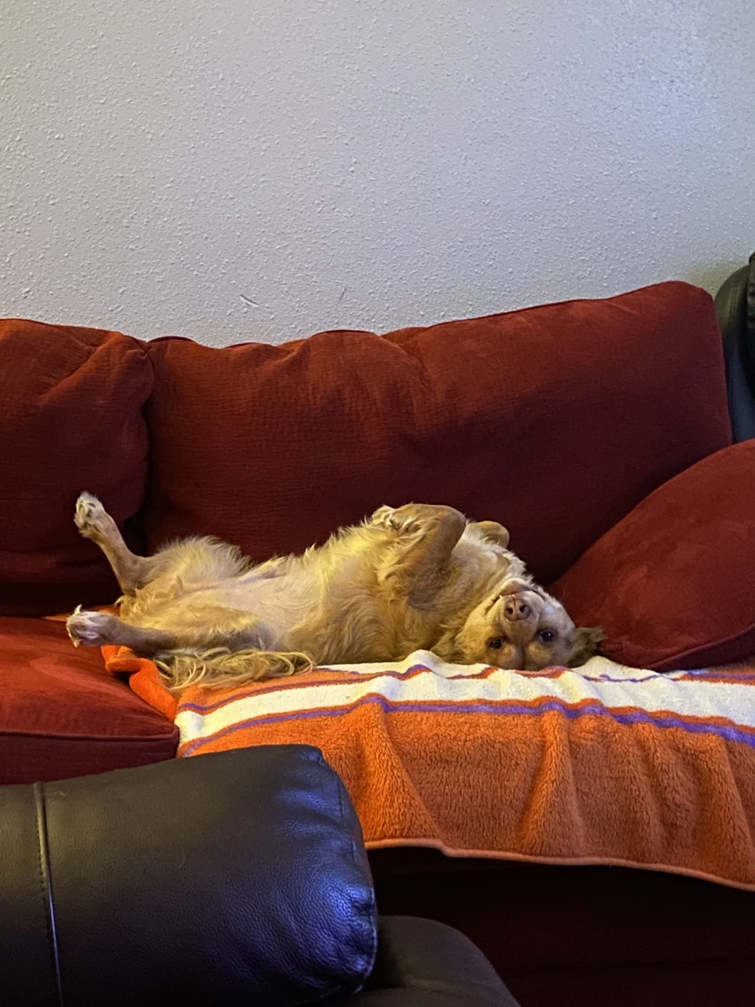 This is normal behavior for him watching me | Scrolller