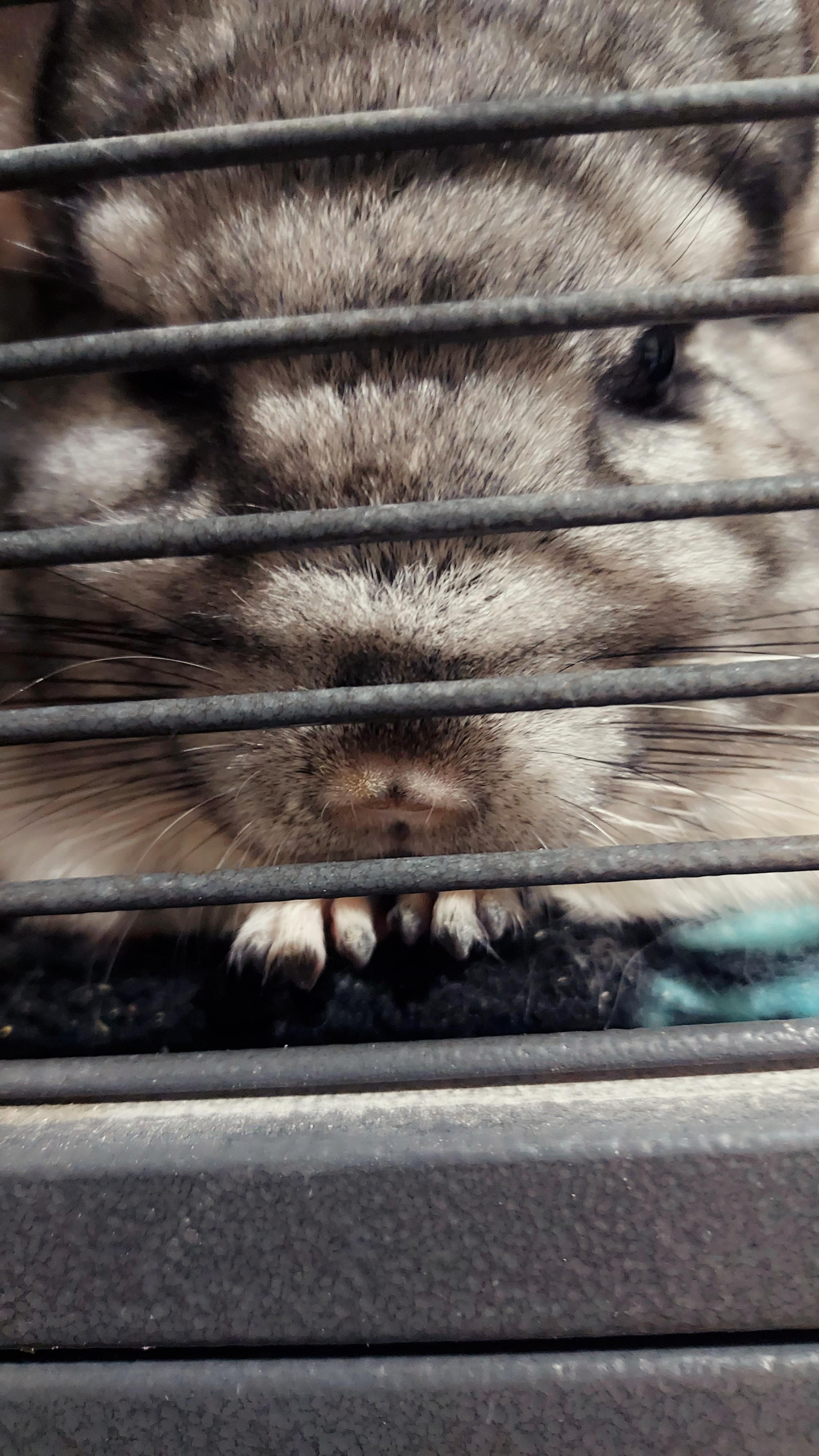 Big face, tiny paw | Scrolller