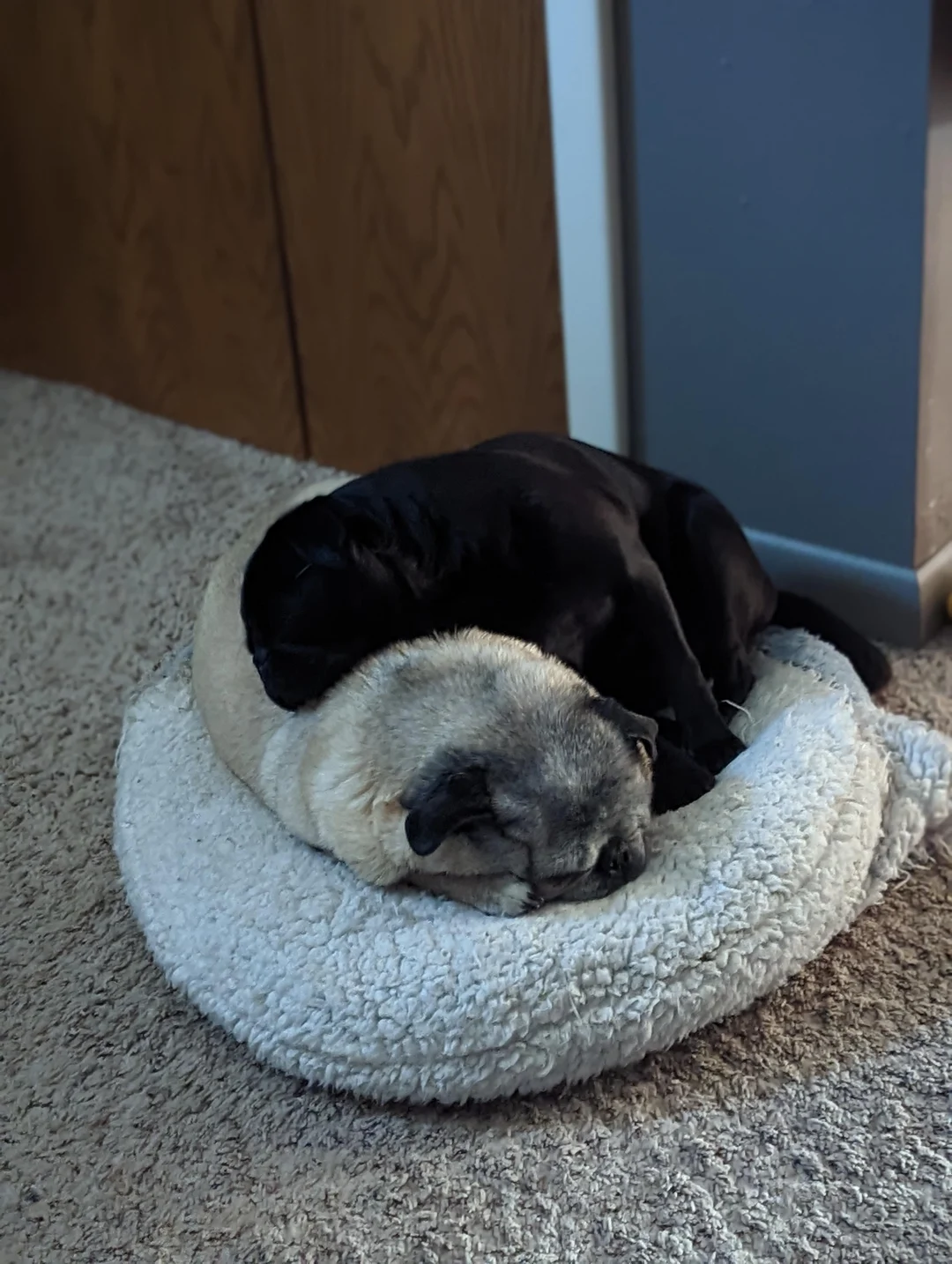 Pug pile 🐶 | Scrolller