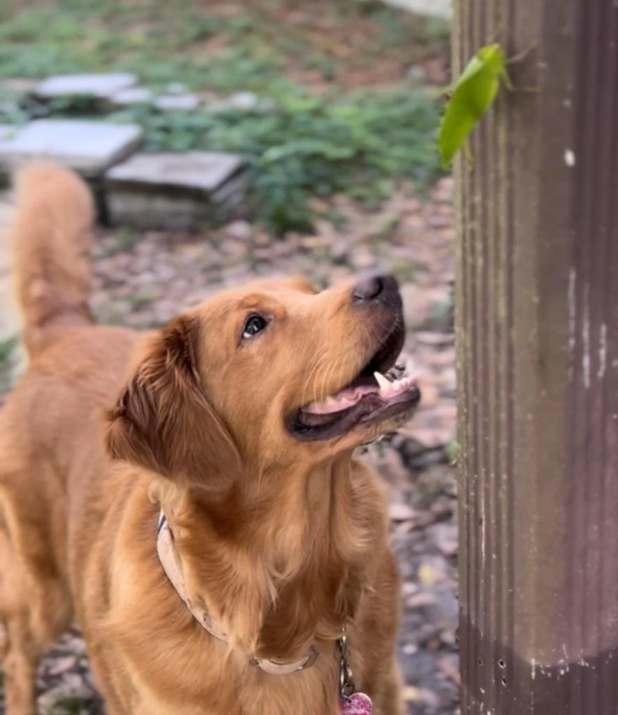 Leafy friends | Scrolller