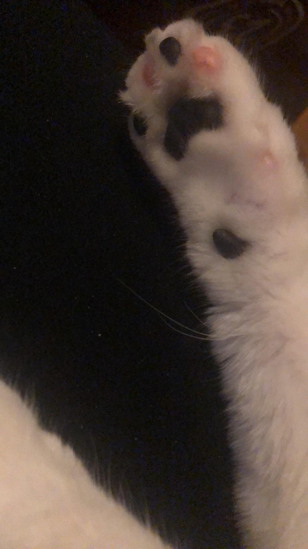 Toe beans! | Scrolller