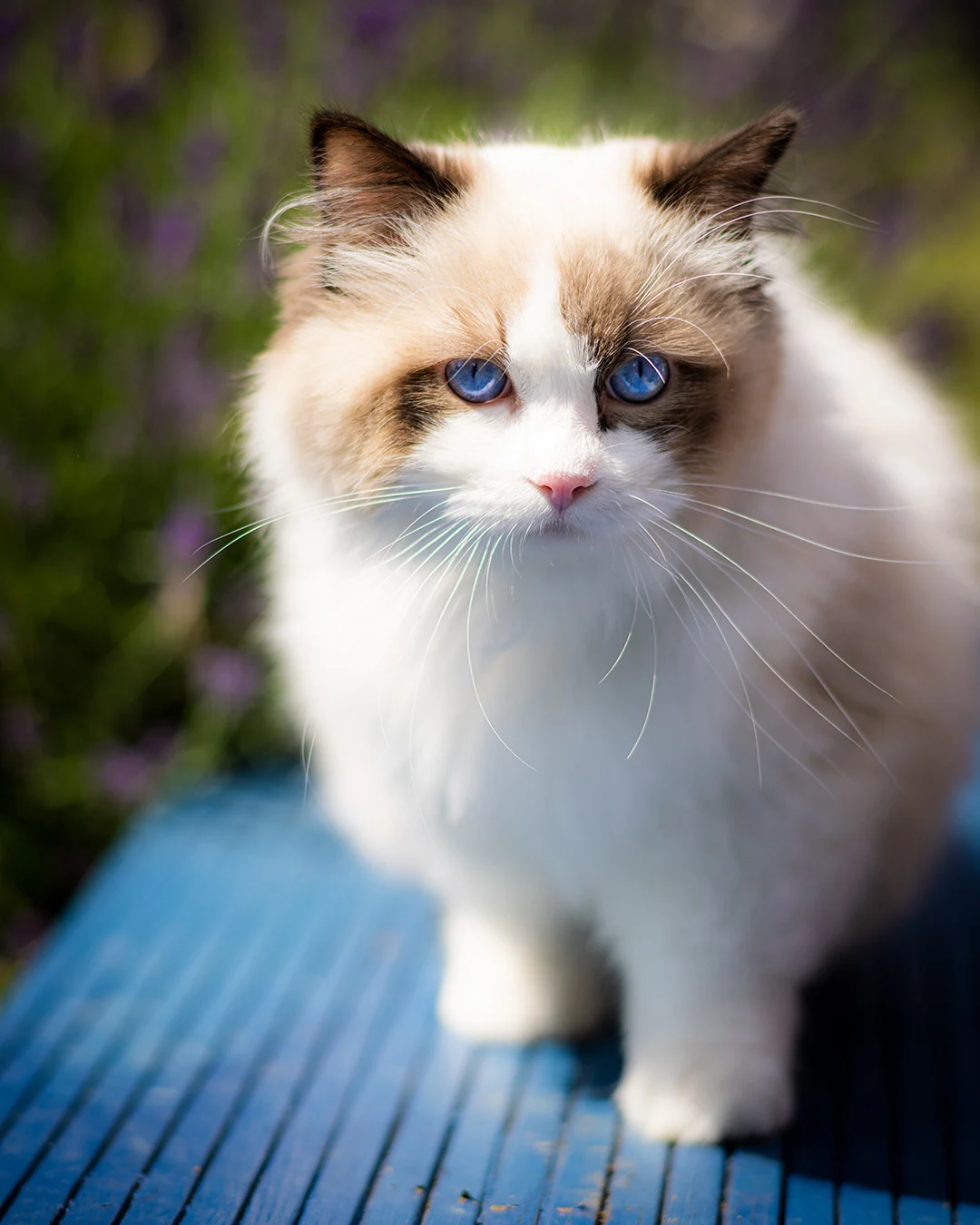 Ragdoll Cat [Canon R5 + Zeiss 100mm f2] | Scrolller