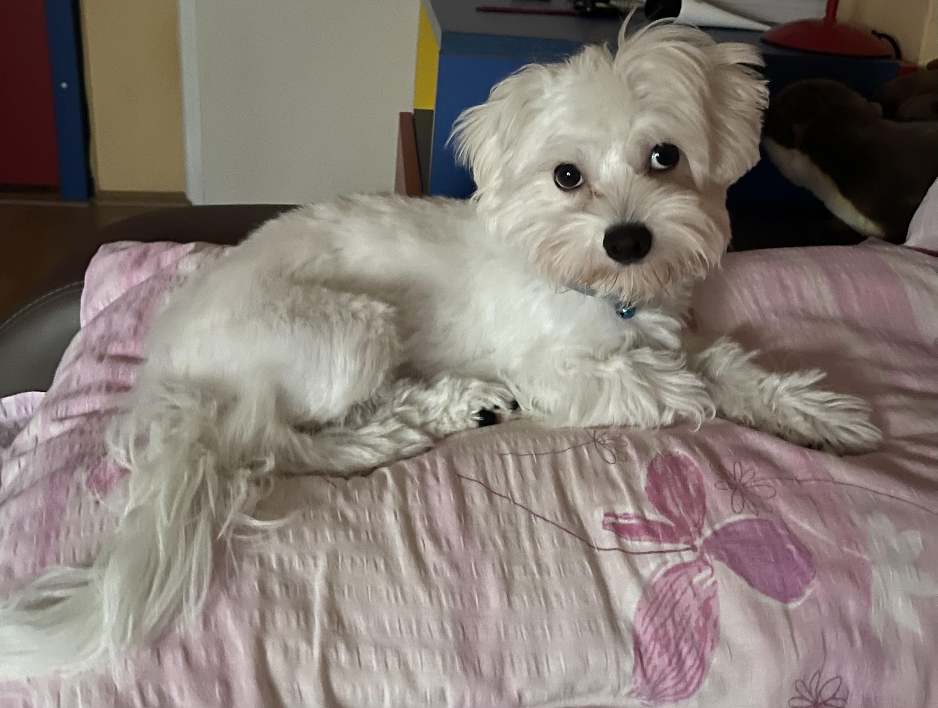 Away 1 day from my Archie 😭 | Scrolller