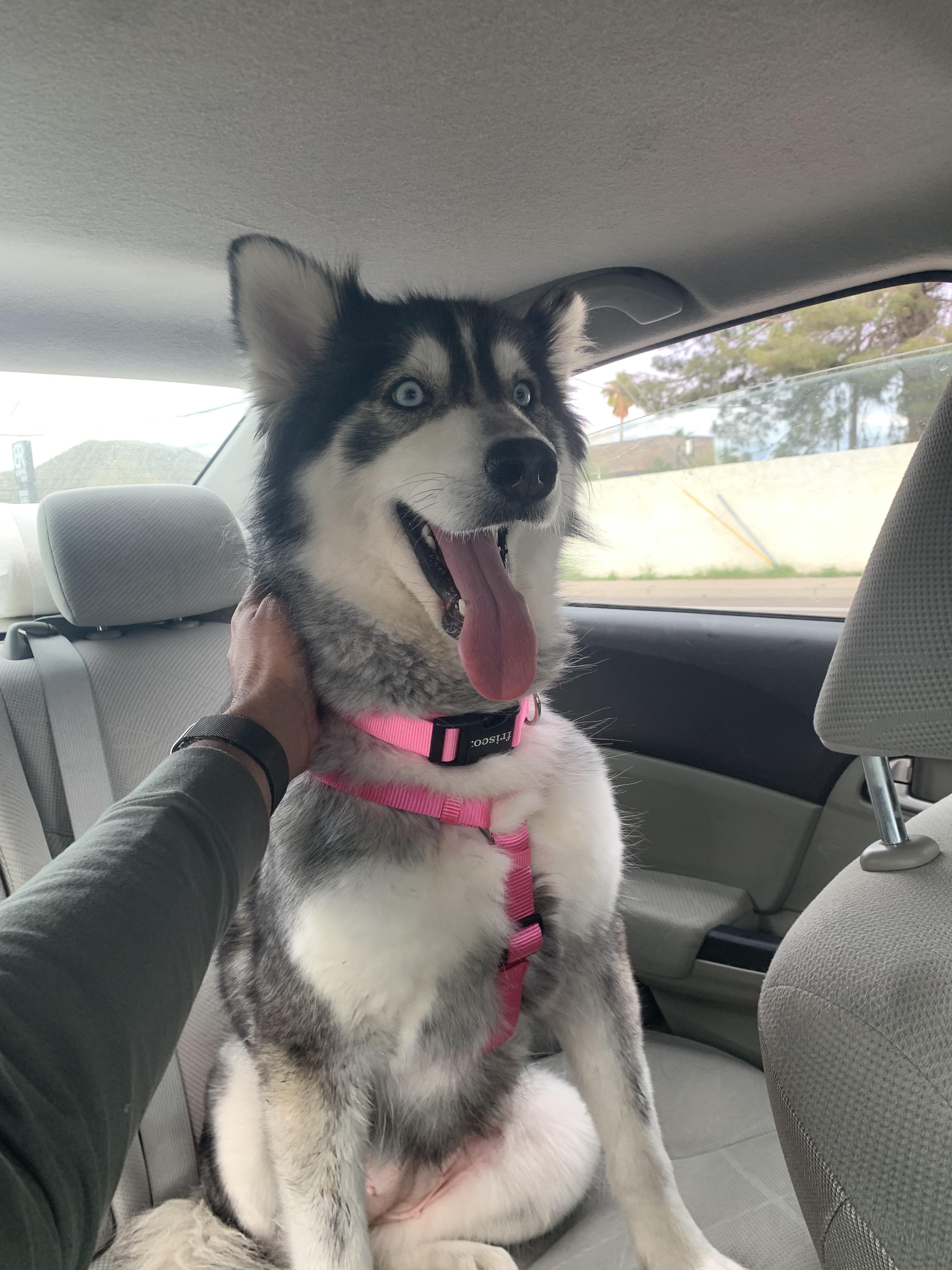 Discover more like Husky: Rescuing this derpy 1 year old and Related ...