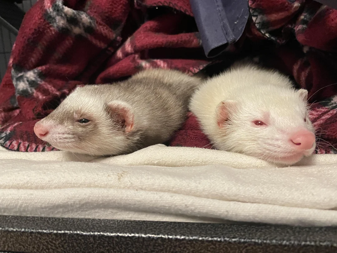 Two-headed dragon guarding its lair | Scrolller