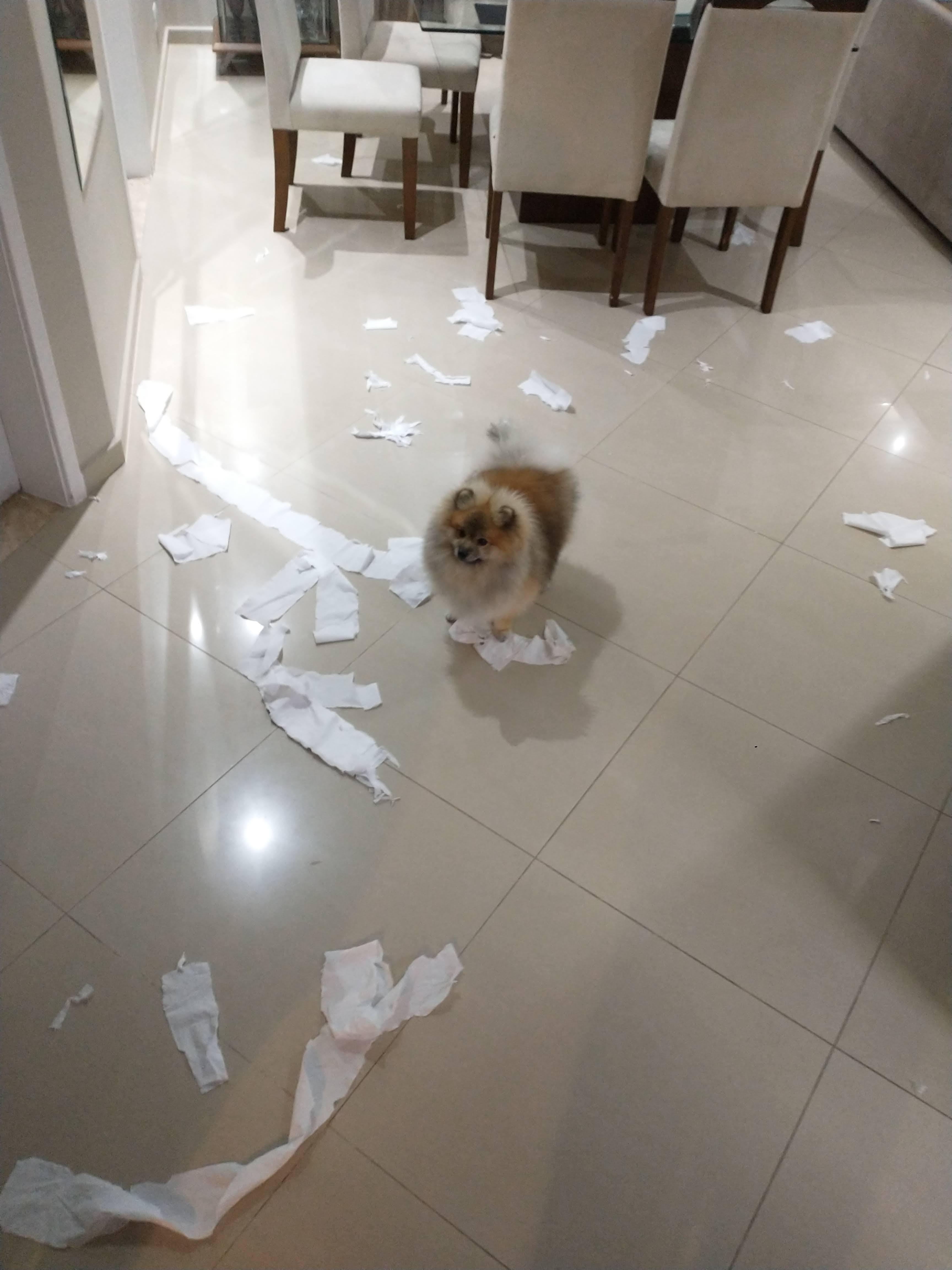 Caught at the crime scene [oc] | Scrolller