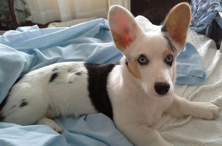 This Cute Corgi 🐶 | Scrolller