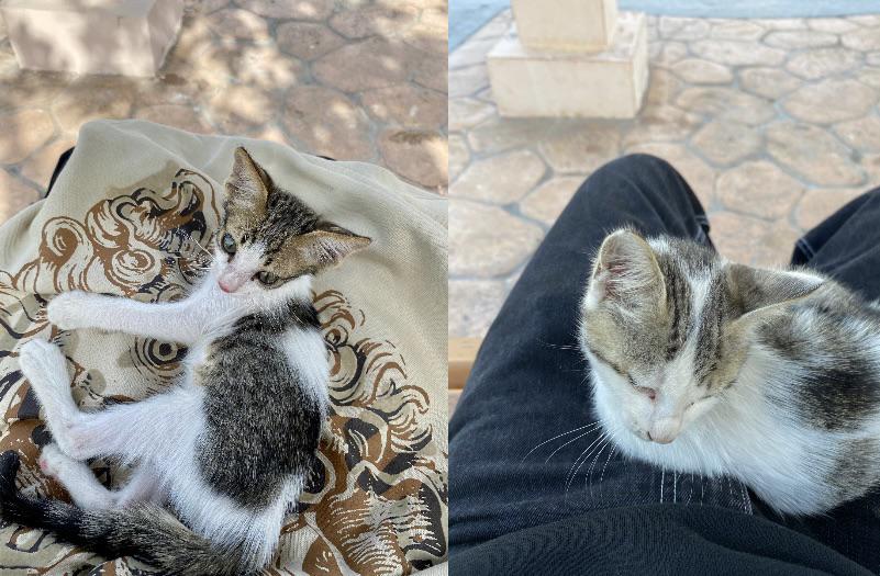 What color and pattern are these guys | Scrolller