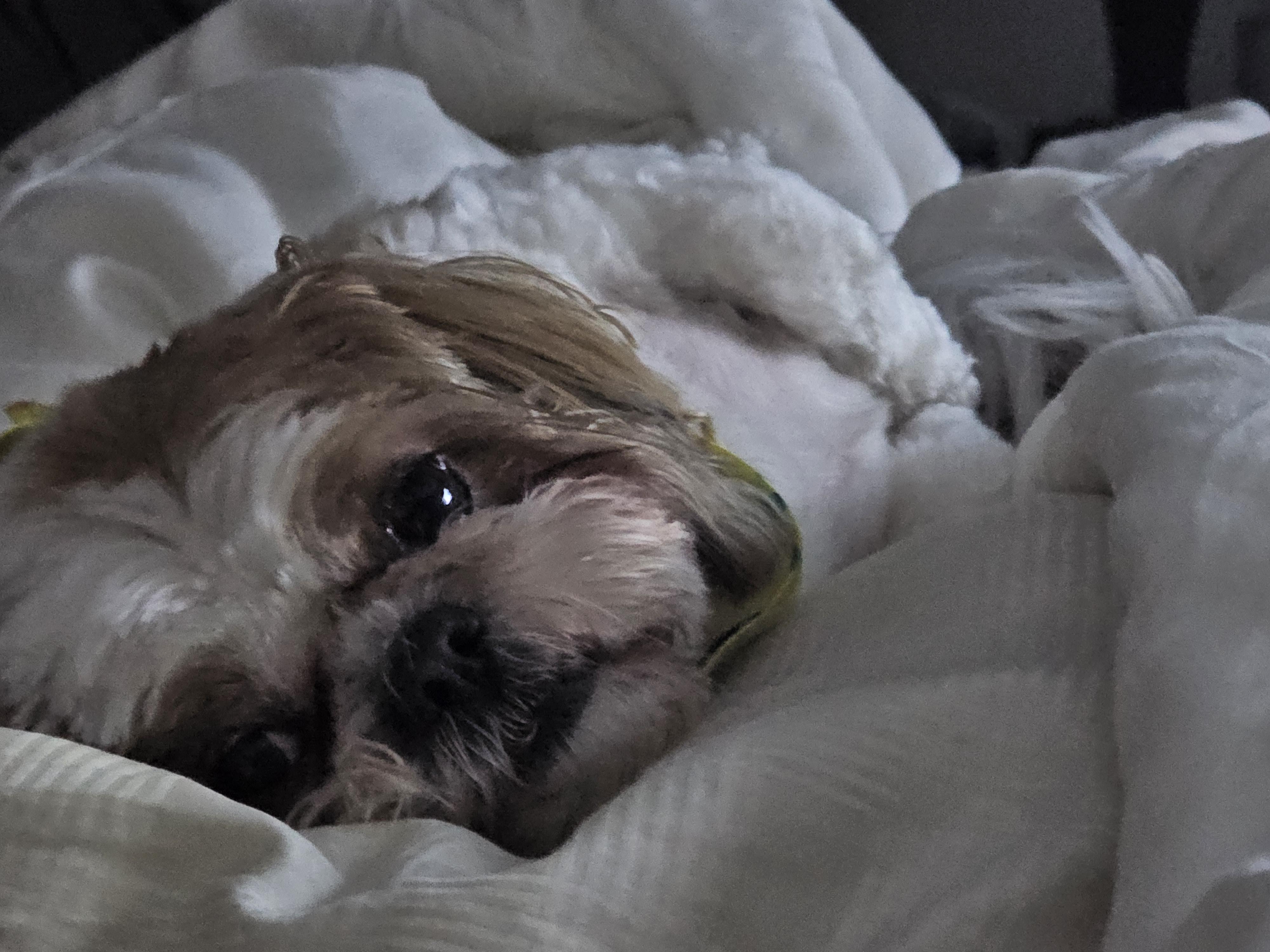 Toby looking too cute | Scrolller