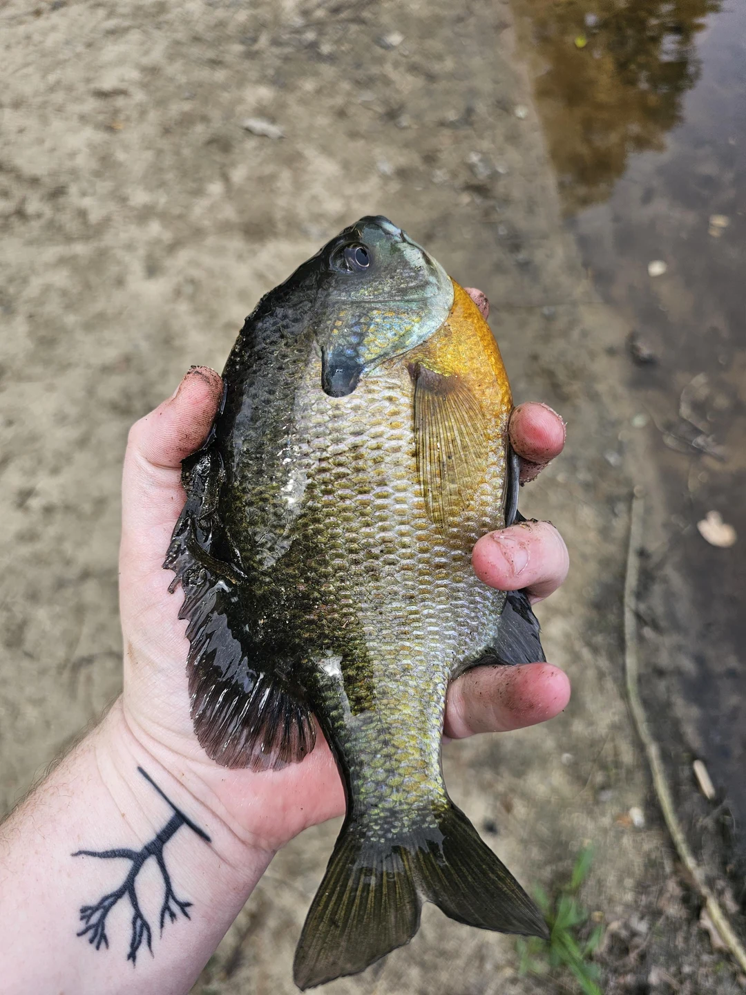 Caught my first fish! | Scrolller