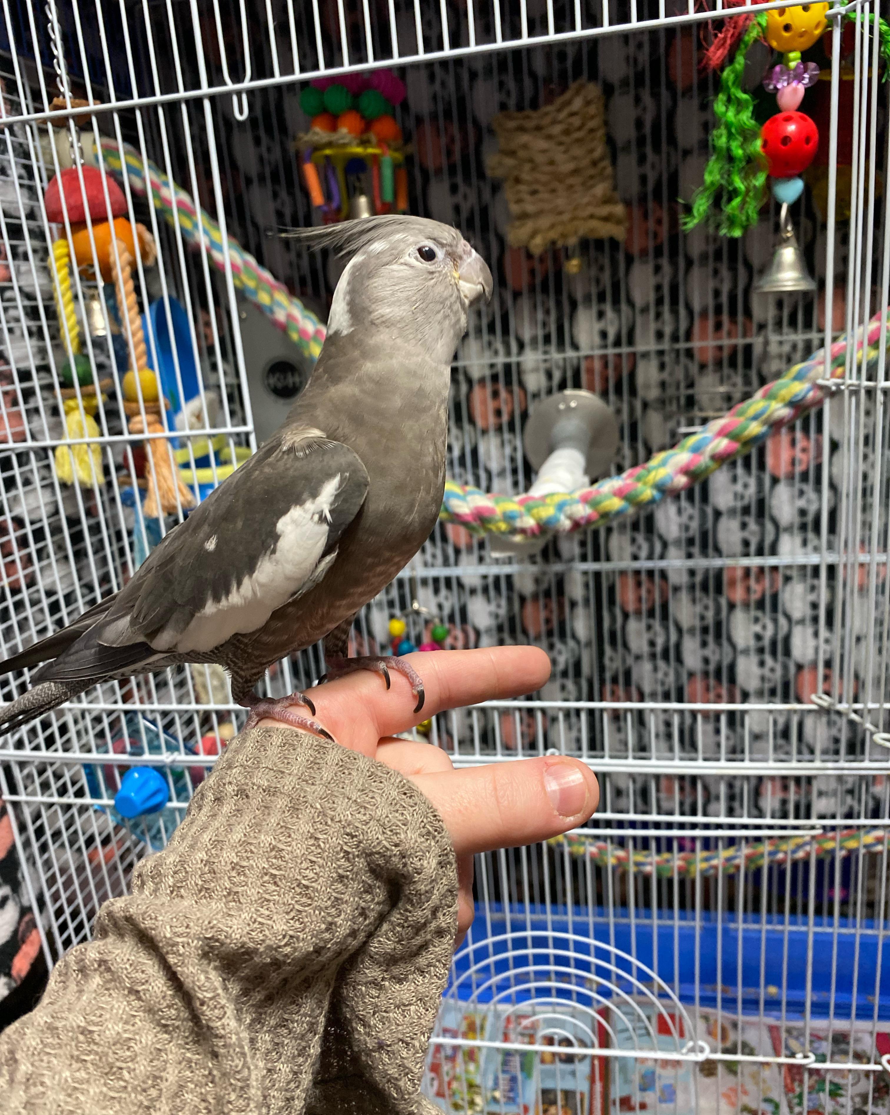 Discover more like Cockatiel: My Willow! and Related Content | Scrolller
