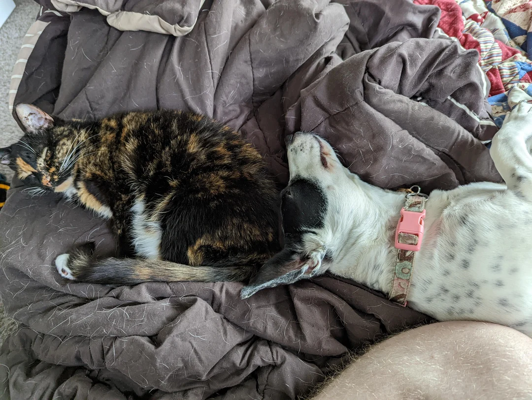 Kitty butt makes a great pillow. | Scrolller