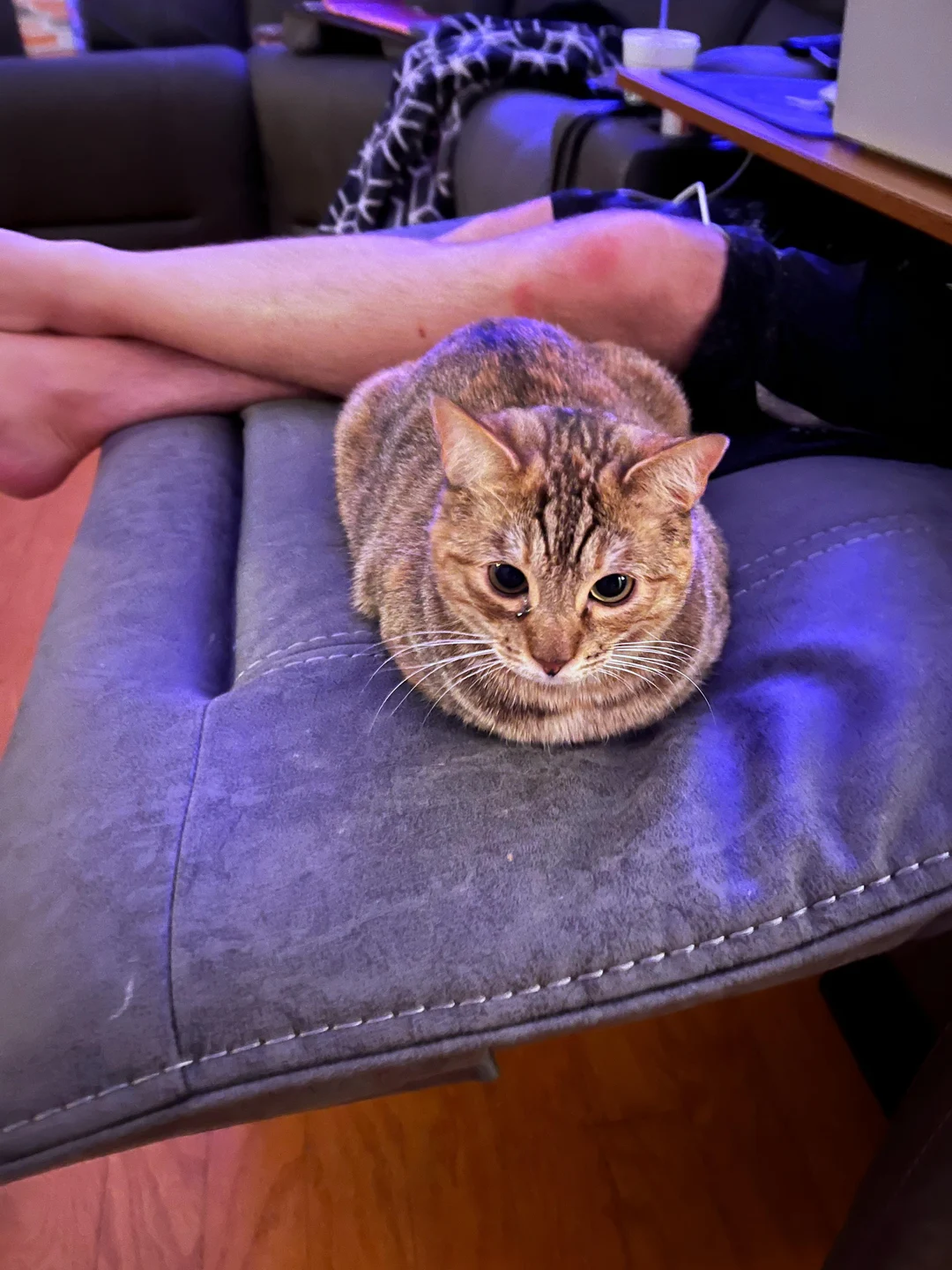 Zelda loafing for the first time | Scrolller