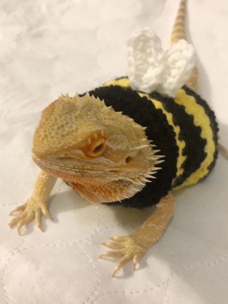 bee bearded dragon costume | Scrolller