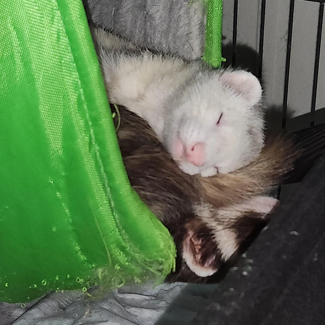 Sleepy Icarus 😴 | Scrolller