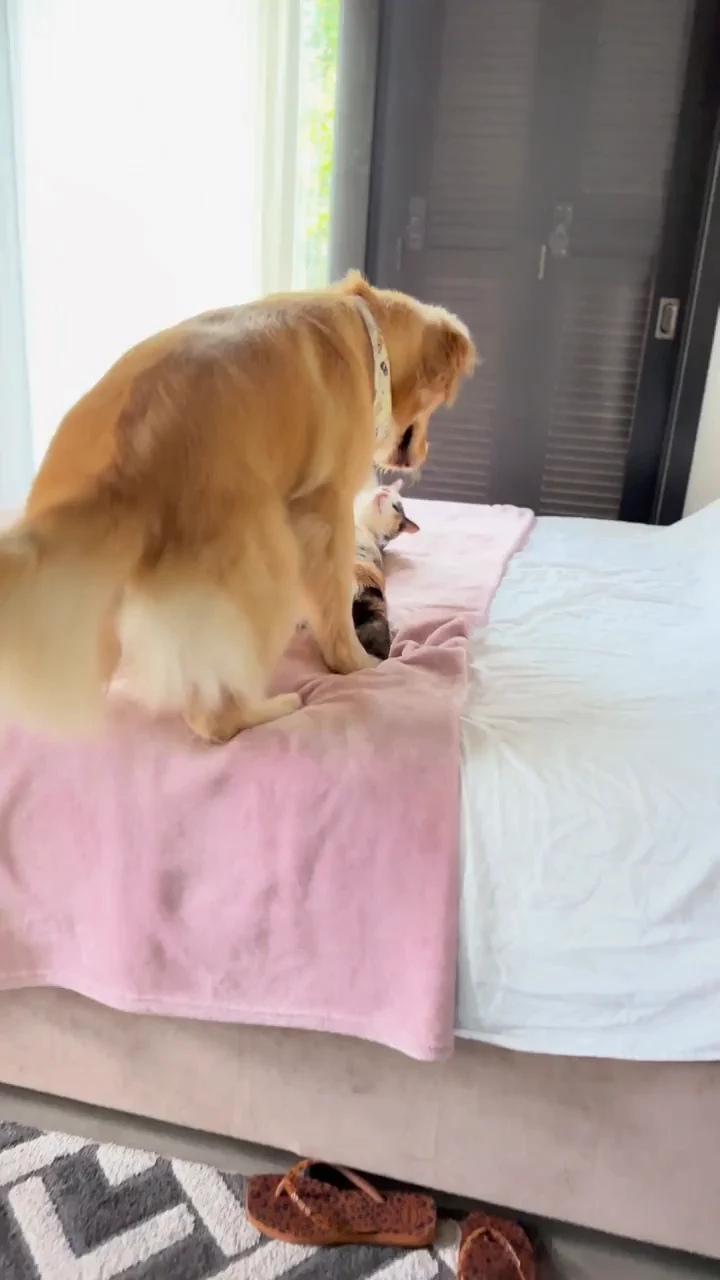 Breeze e Mia - Amor x Gana | Scrolller