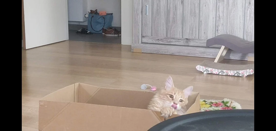 A mlem from Spock | Scrolller