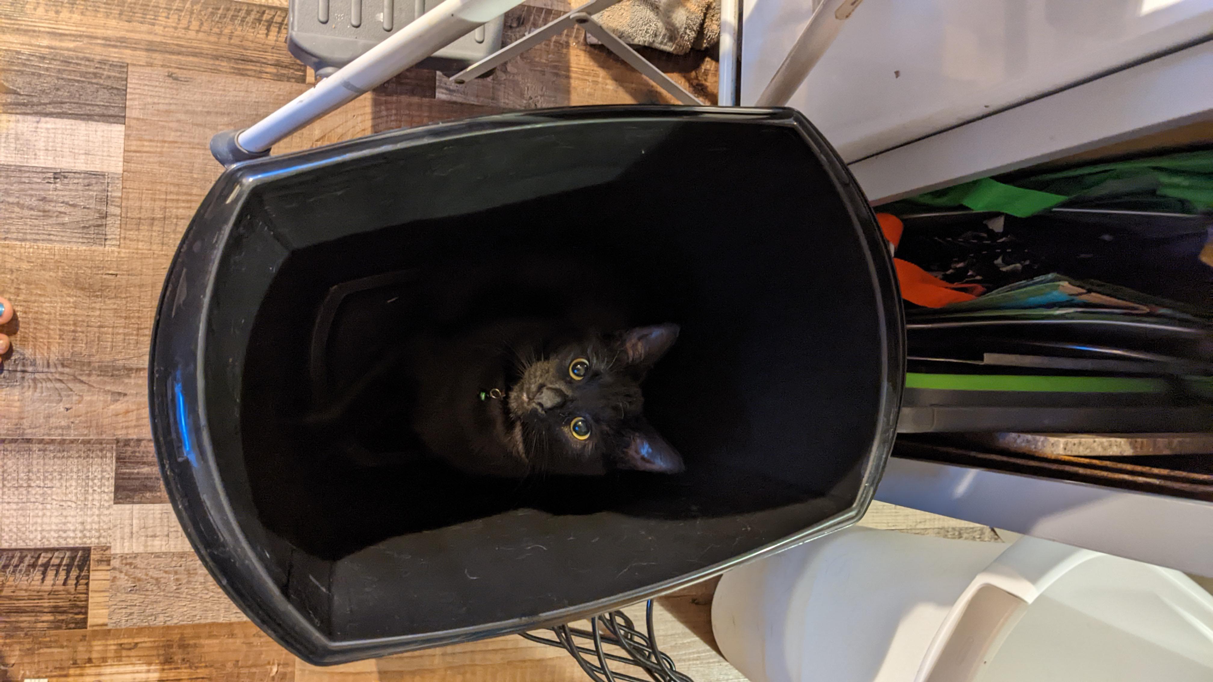 Trash void | Scrolller