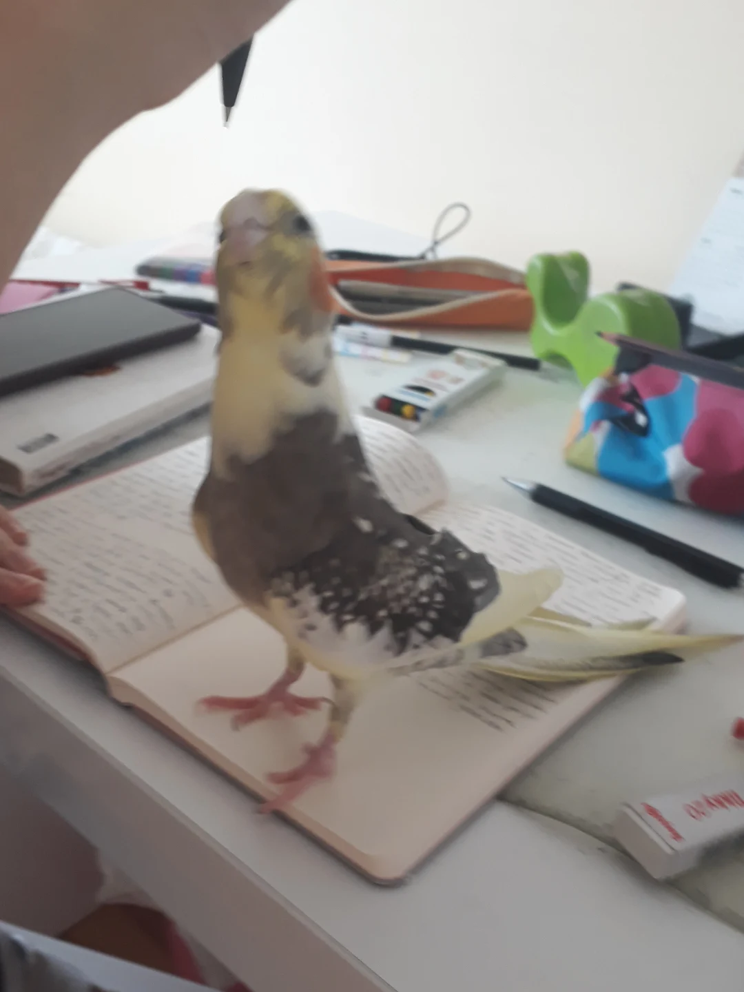 He likes eating pencil | Scrolller