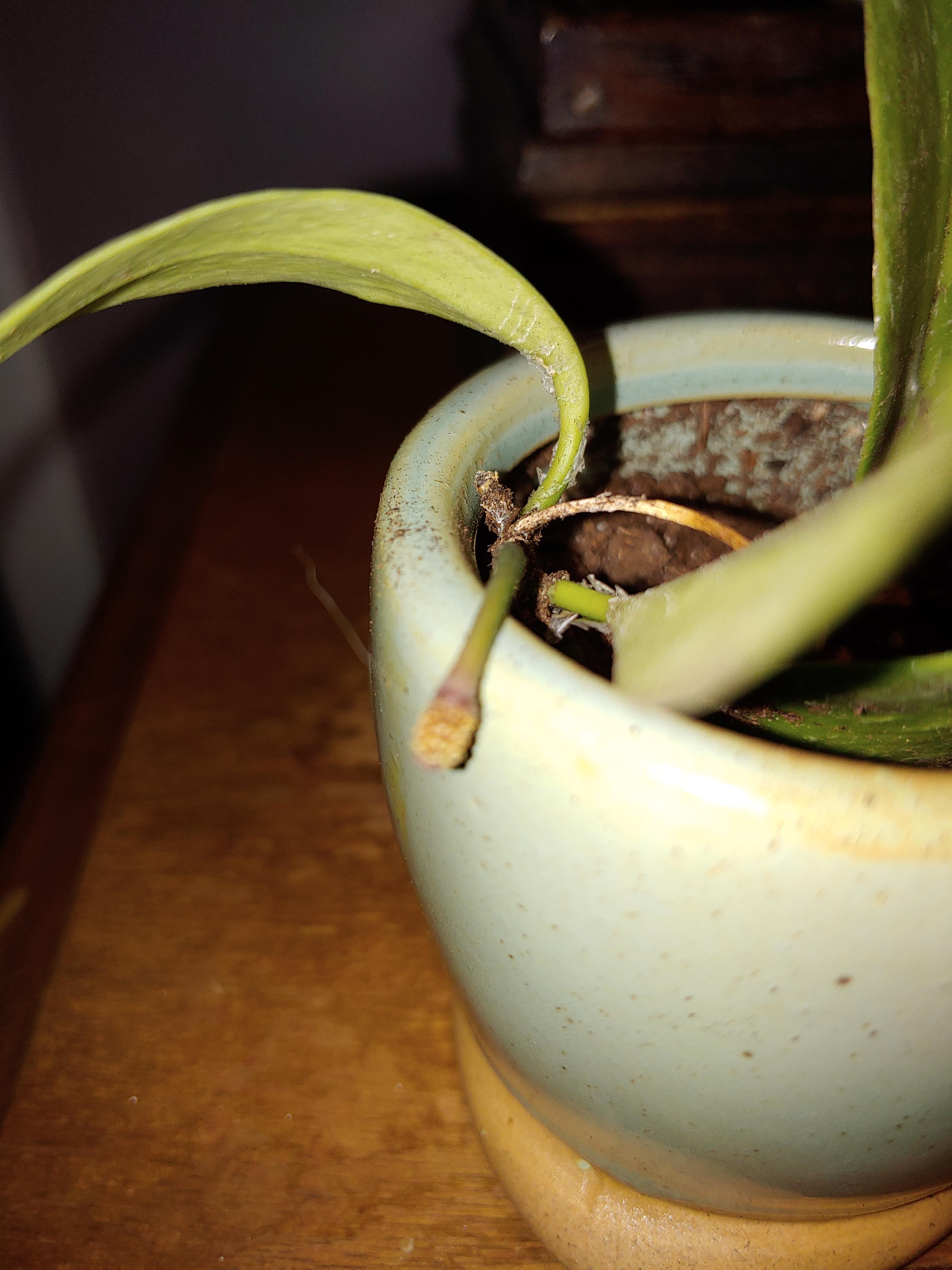 ROOTED MEMORIA CUTTING | Scrolller