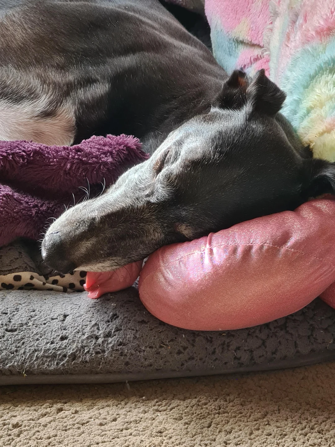 Hard day of doing absolutely nothing. | Scrolller