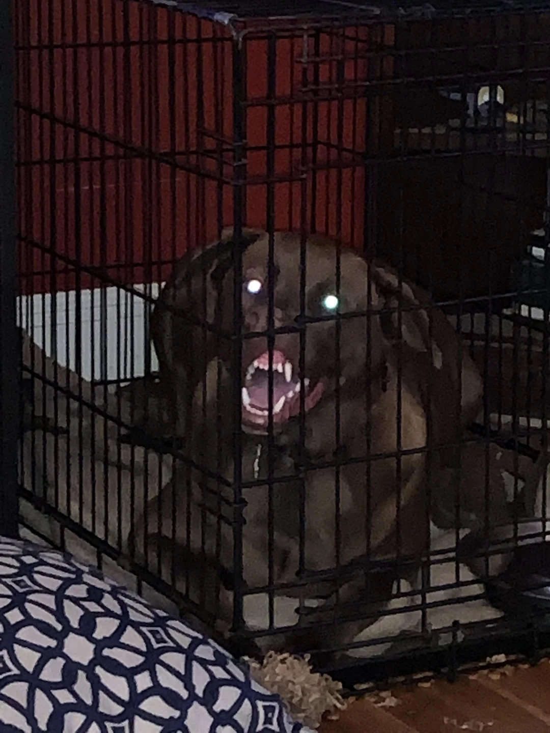 Sometimes Argo leans on the crate while he rests. | Scrolller