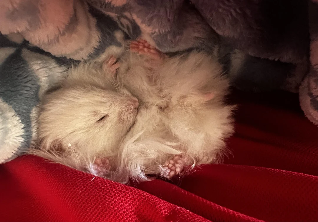 ‘Eepy baby | Scrolller