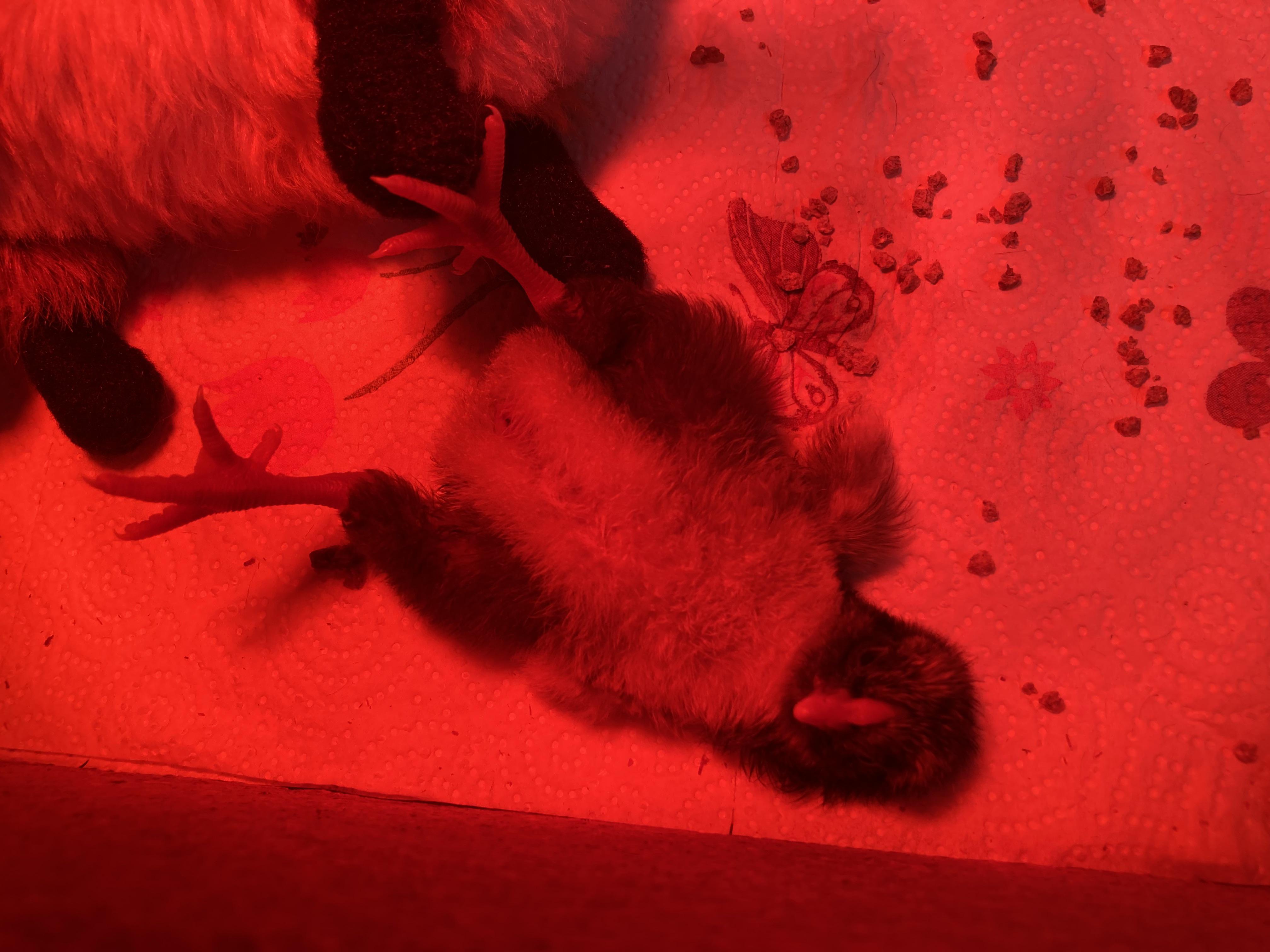 Newborn chick on its back | Scrolller