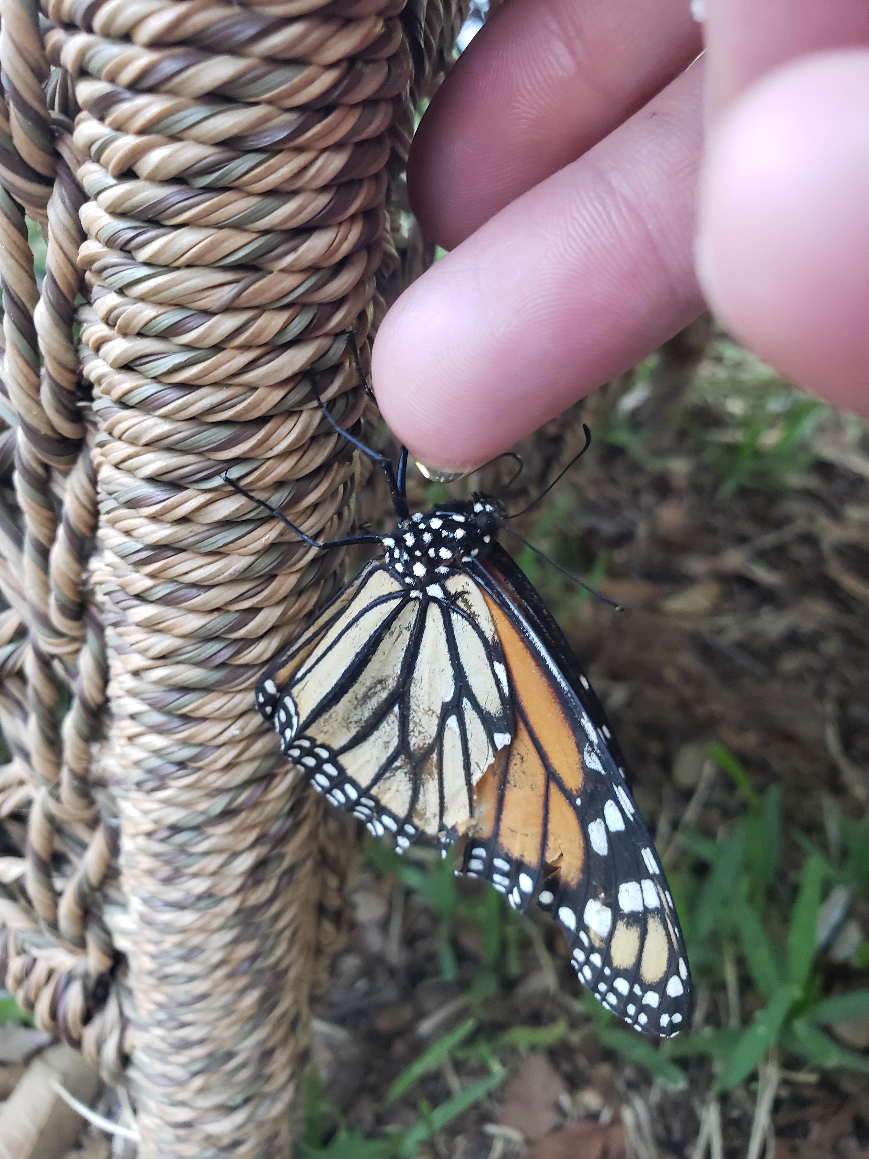 Giving sugar water to the butt fly | Scrolller