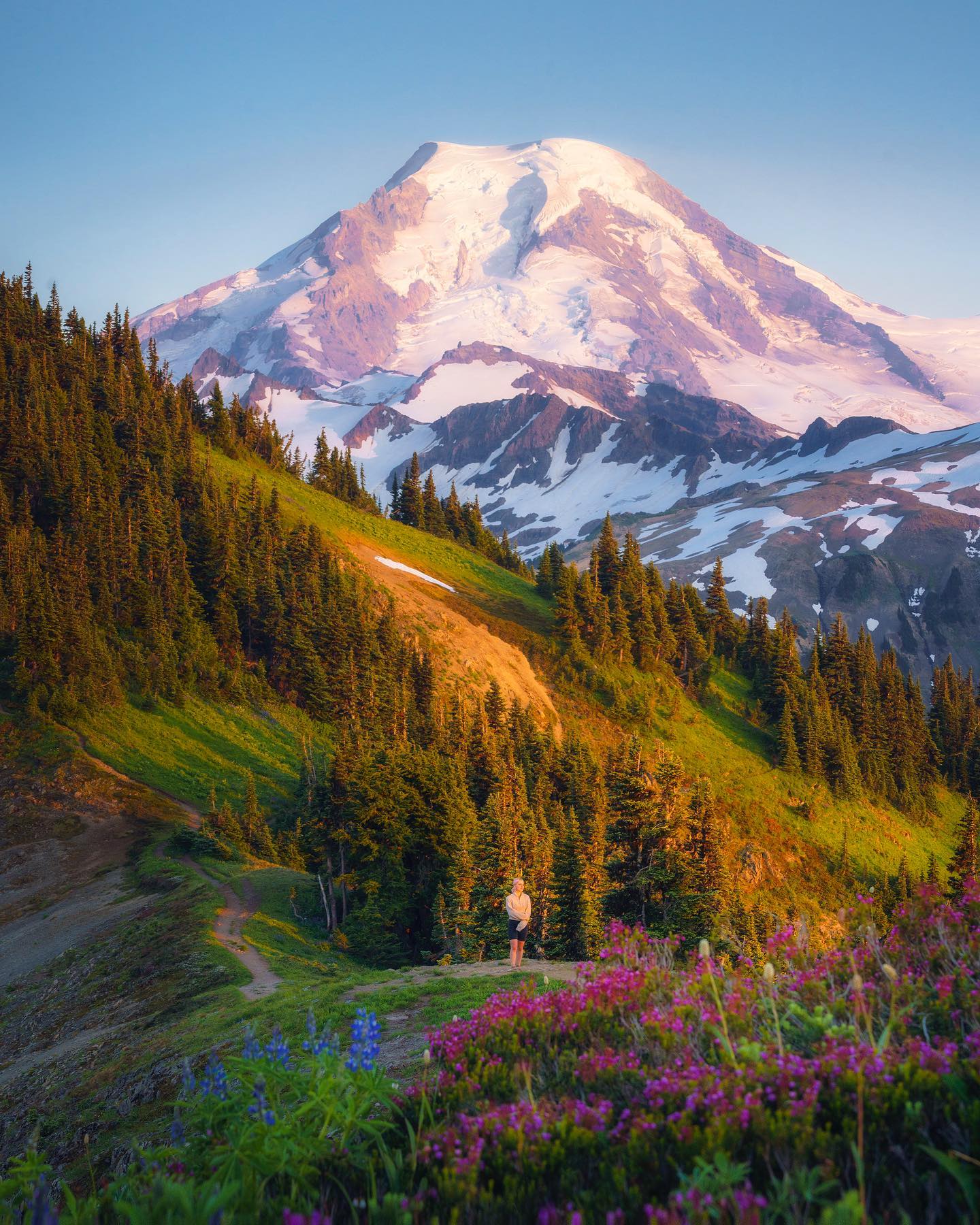 Mount Rainier seen from a trail of wildflowers, Washington. | Scrolller