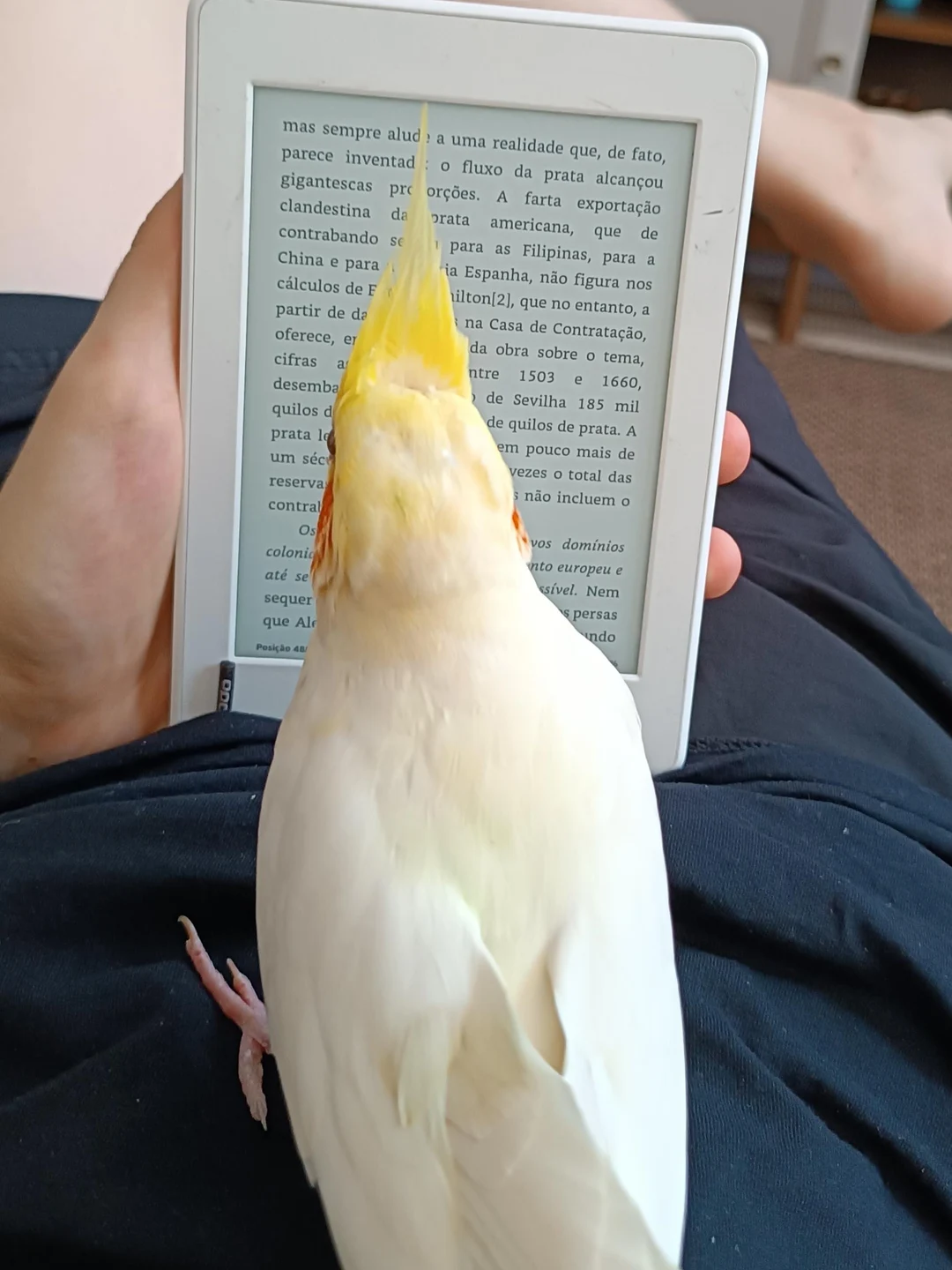 My birb wants to be smorter | Scrolller
