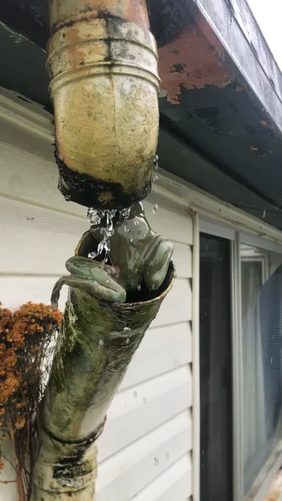 Gotta represent the aus frog | Scrolller