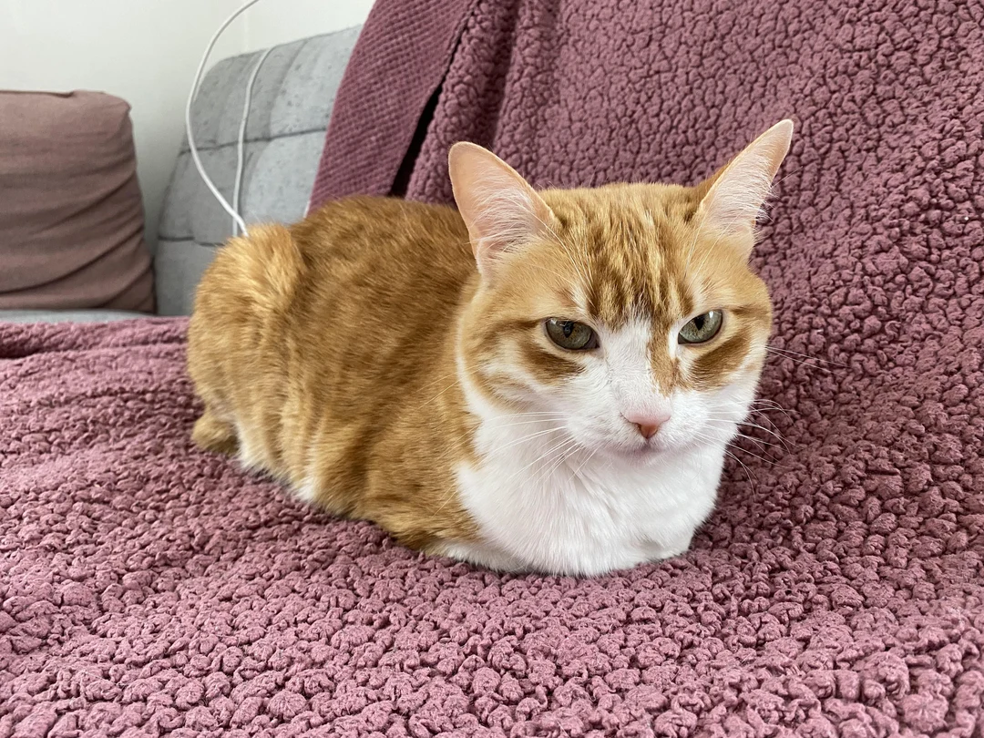 One perfect golden loaf | Scrolller
