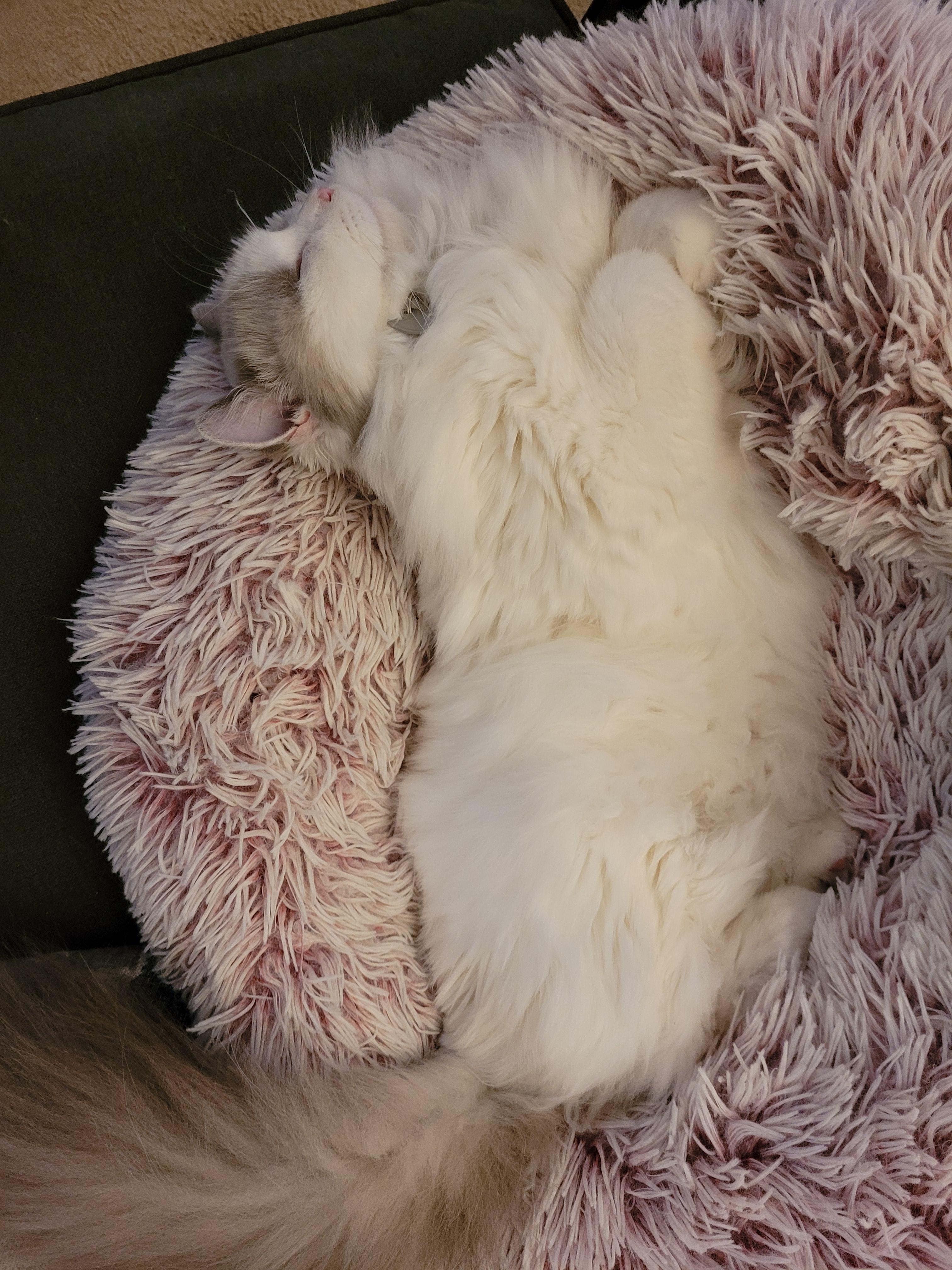 Big floof big dreams | Scrolller