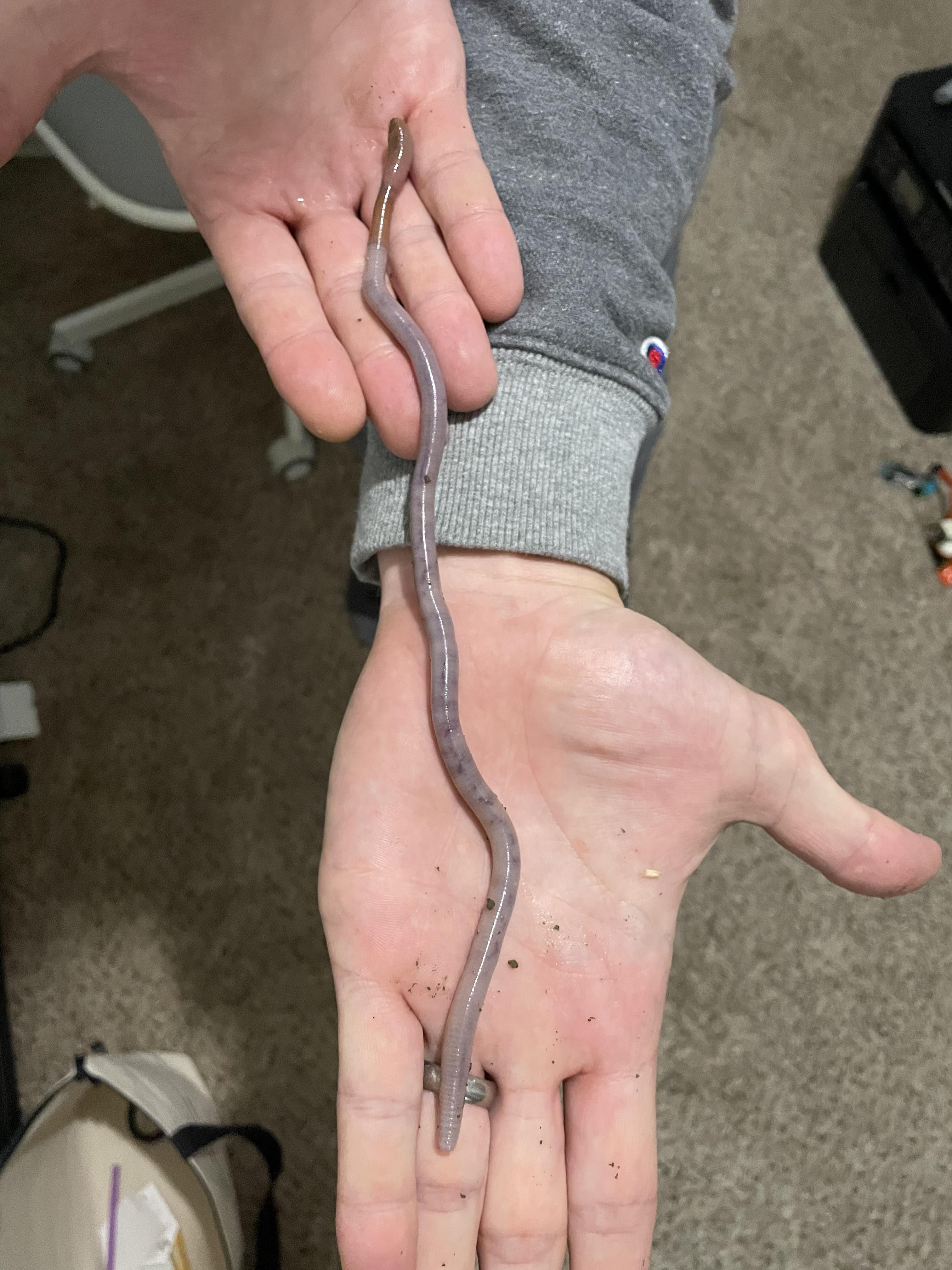 A Really Long Worm | Scrolller