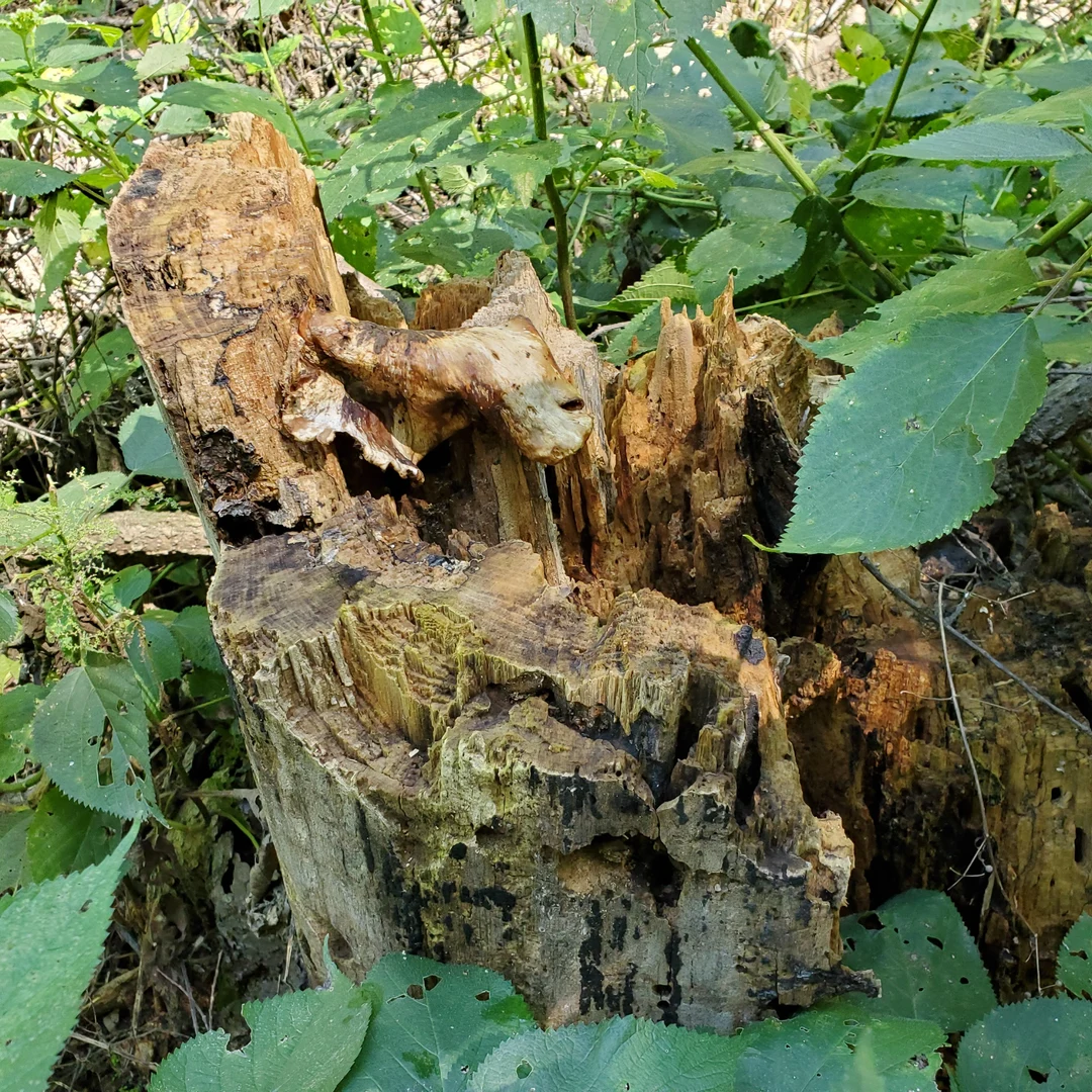 Blends in with the trunk | Scrolller