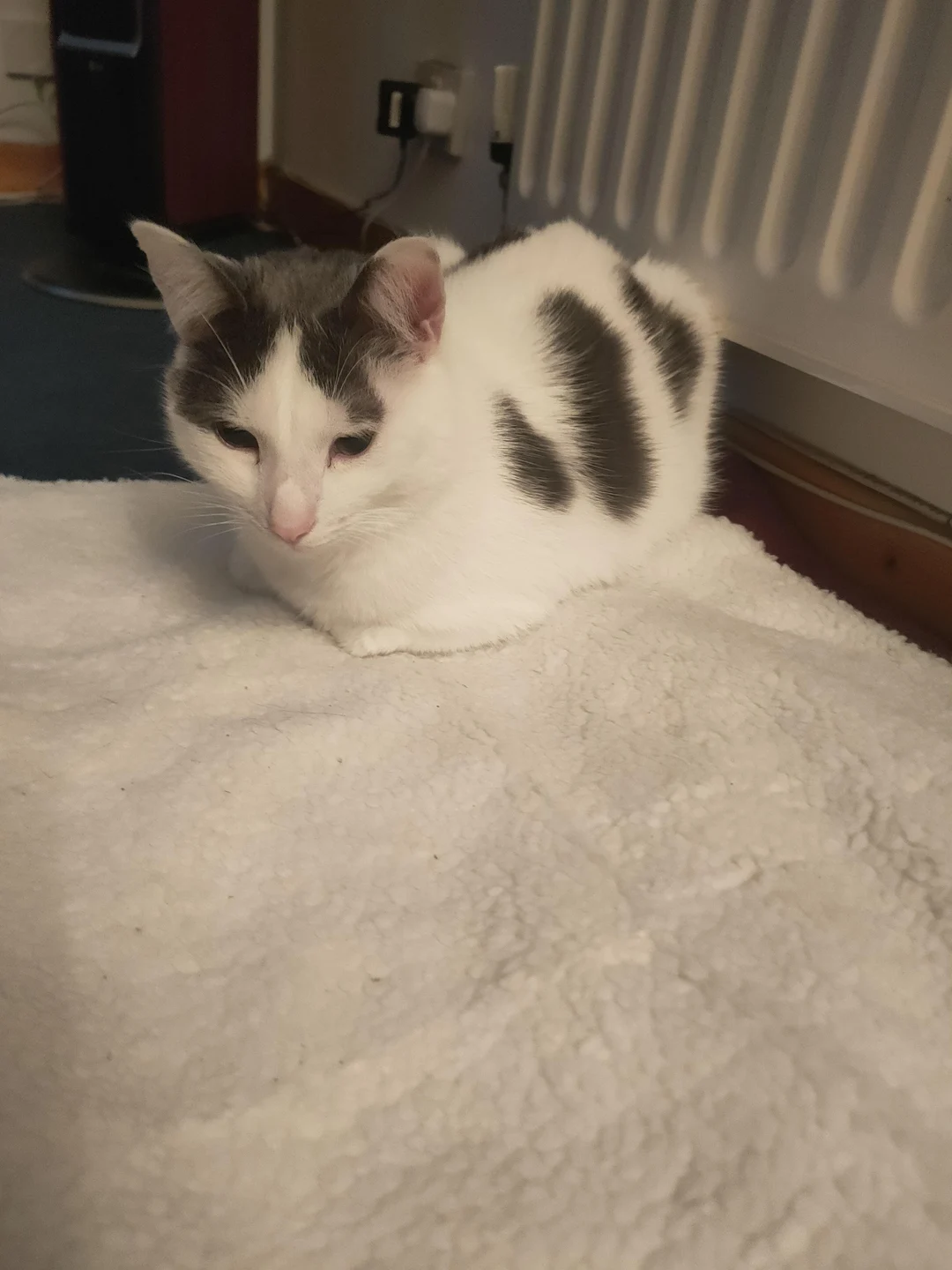 Dave, achieving full loaf. | Scrolller