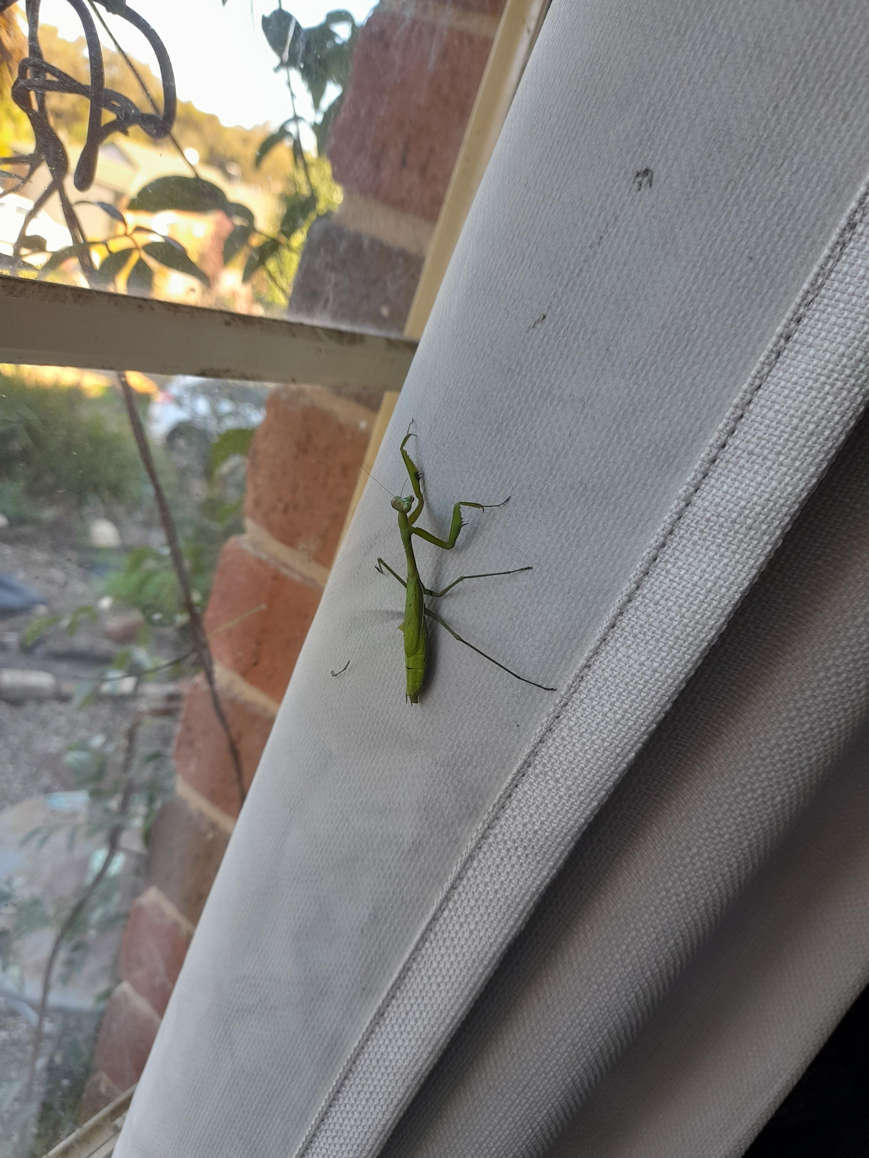 Praying mantis on my curtains (OC) | Scrolller