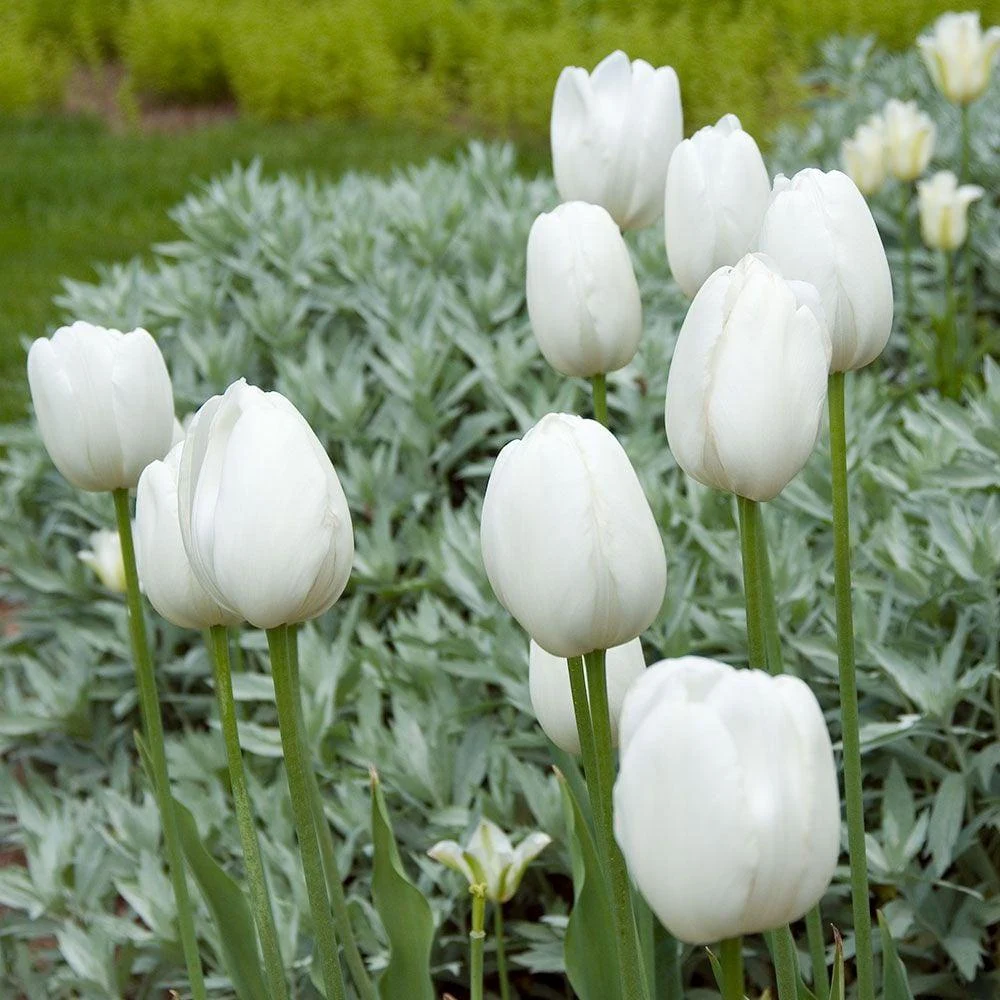 White tulips | Scrolller