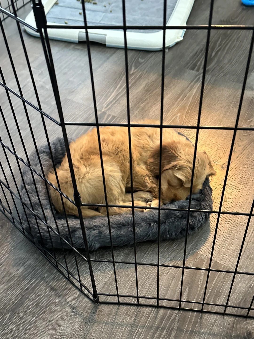 New puppy. Any tips and tricks? | Scrolller